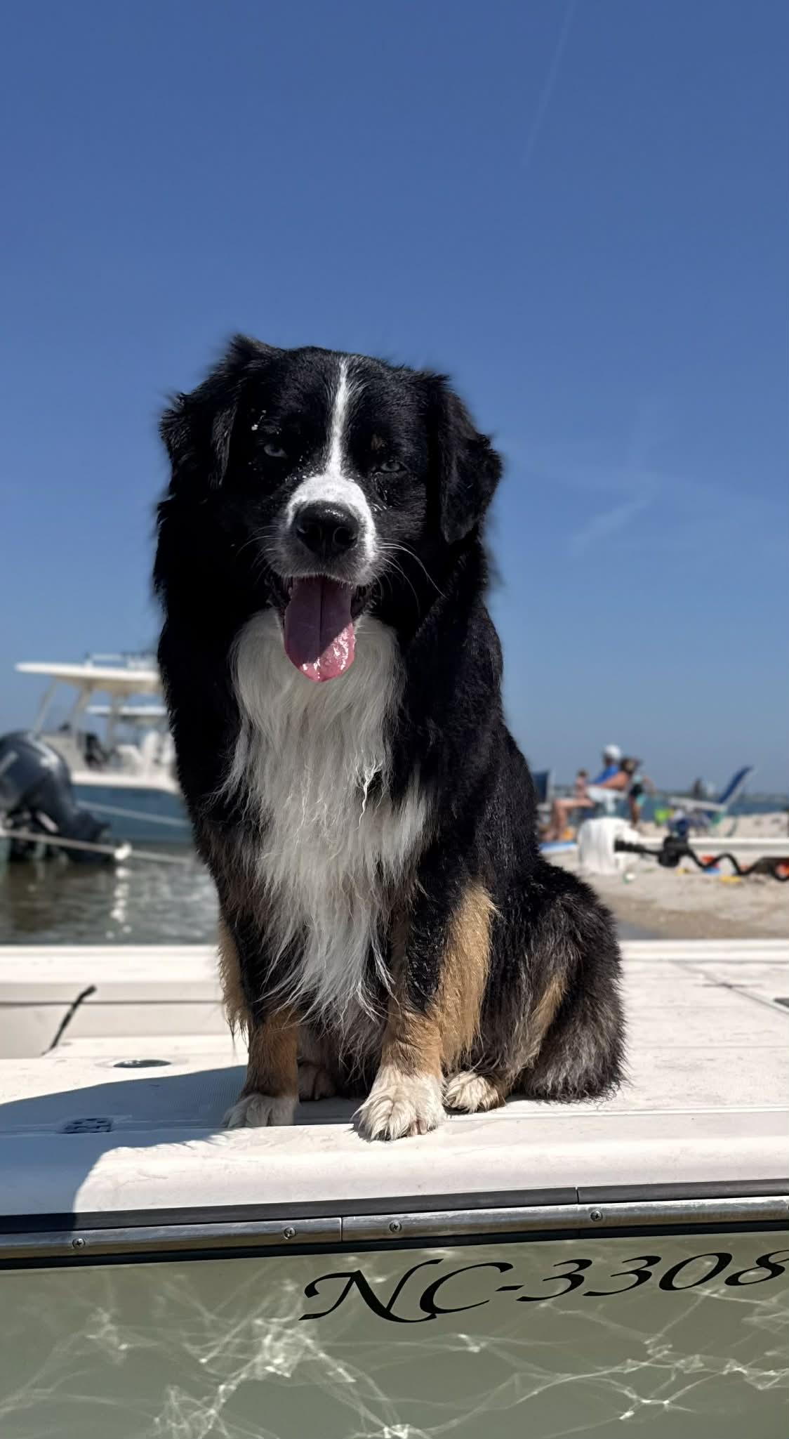 Lazy Dayz Ranch in North Carolina | Australian Shepherd puppies | Good Dog