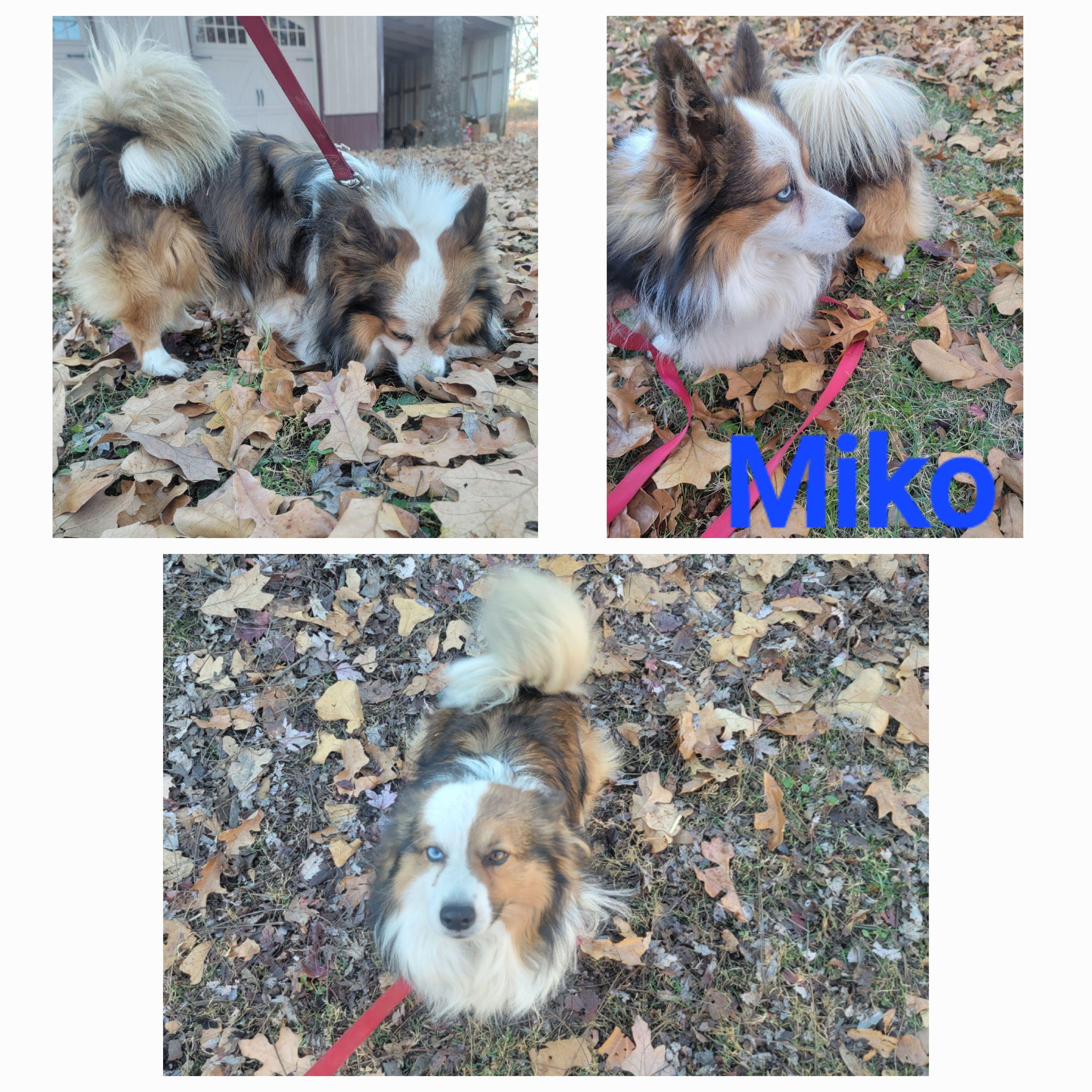 McGraw's Paws 🐾 in Missouri | Pembroke Welsh Corgi puppies | Good Dog