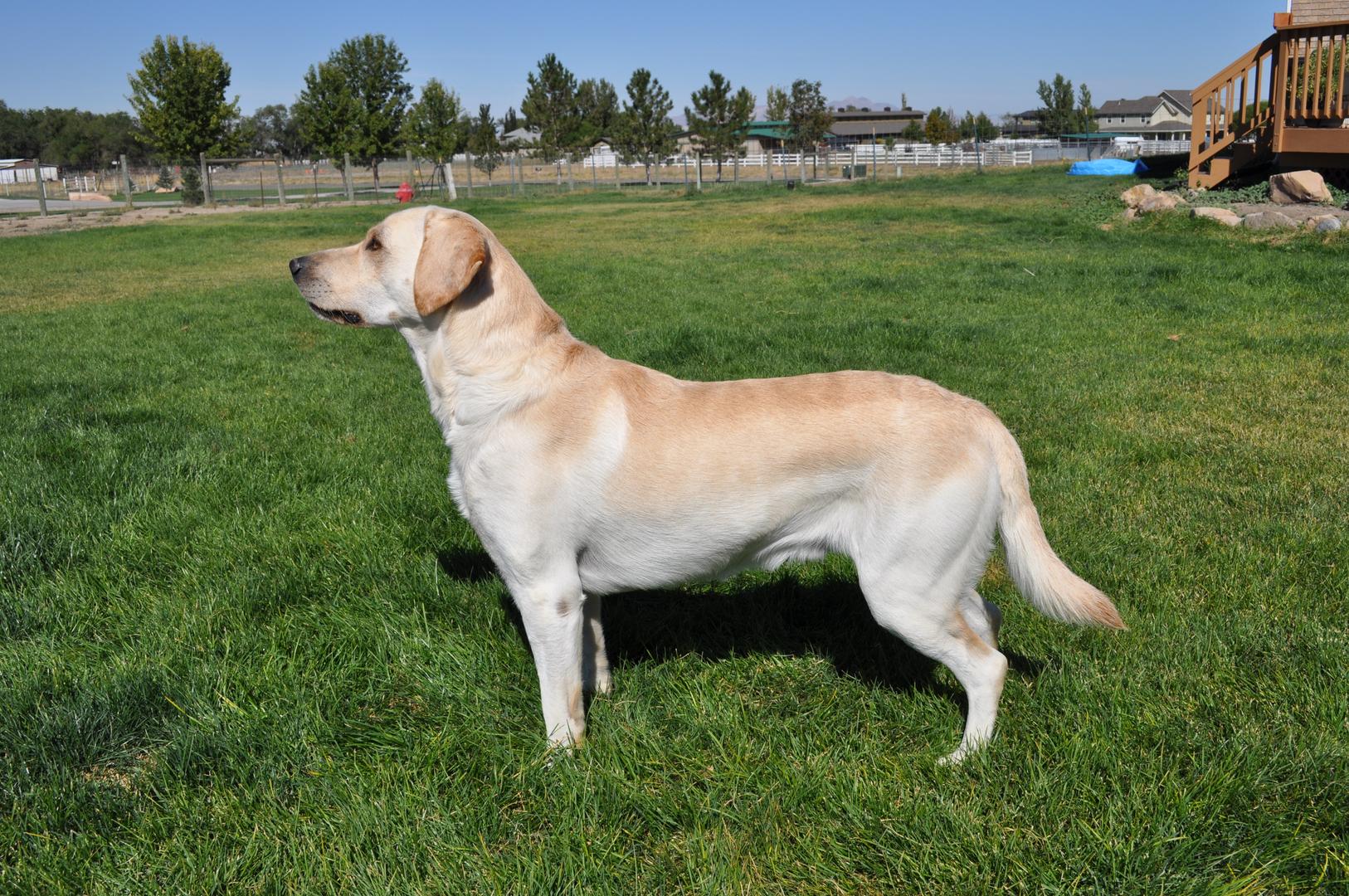 Rim Country Labradors in Arizona | Labrador Retriever puppies | Good Dog