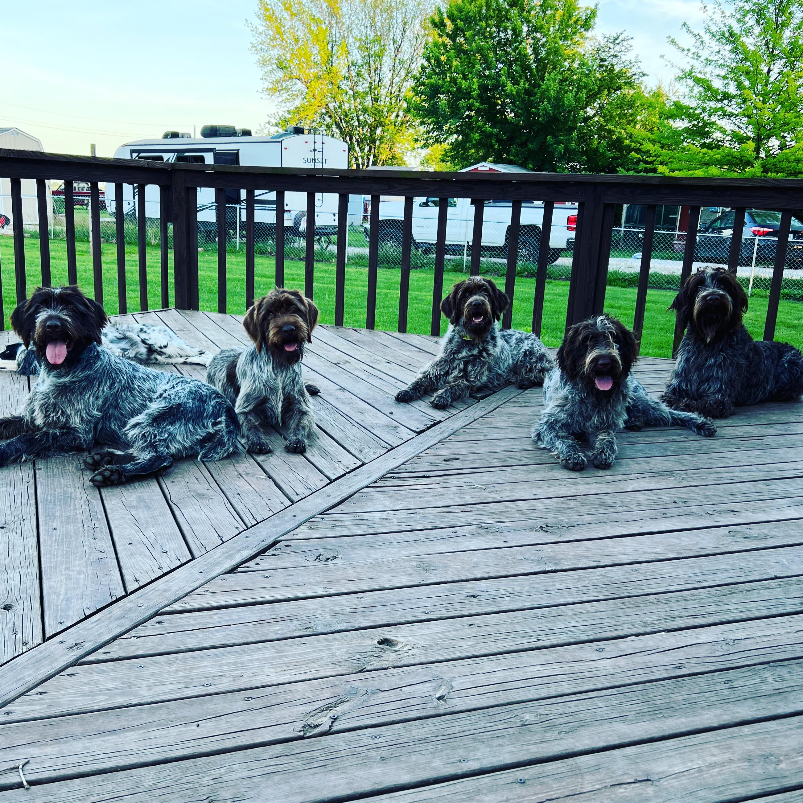 Broken Tine Sporting Dogs in Iowa | Wirehaired Pointing Griffon puppies ...