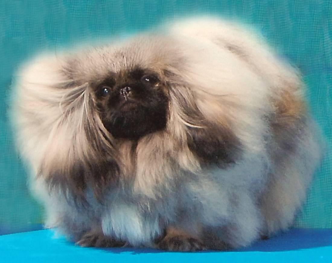 Muhlin Pekingese in Missouri | Pekingese puppies | Good Dog