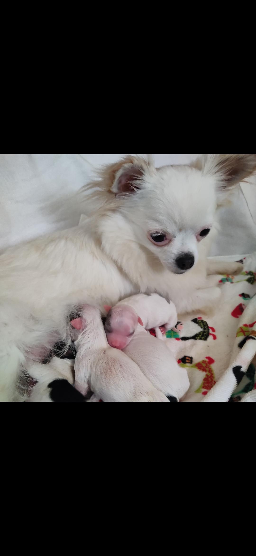 India's Pups in Delaware | Chihuahua puppies | Good Dog