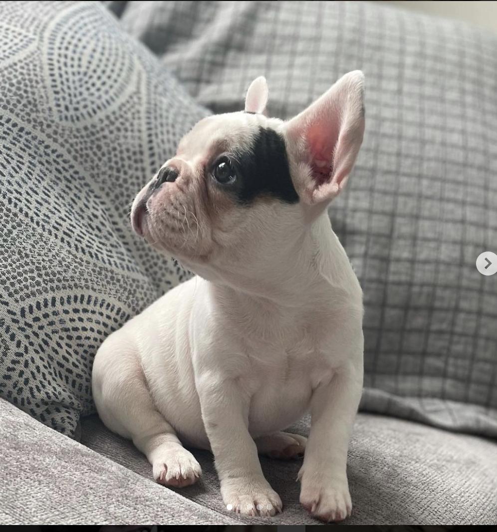 Russian River Frenchies in California | French Bulldog puppies | Good Dog