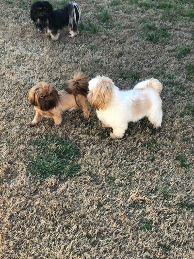 Carolina’s Fancy Tzu in South Carolina | Shih Tzu puppies | Good Dog
