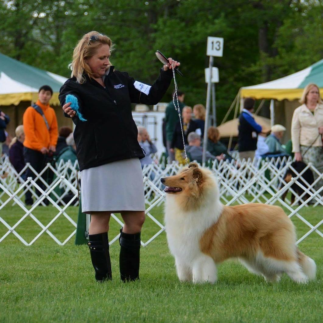 Blumatra in Pennsylvania | Collie puppies | Good Dog