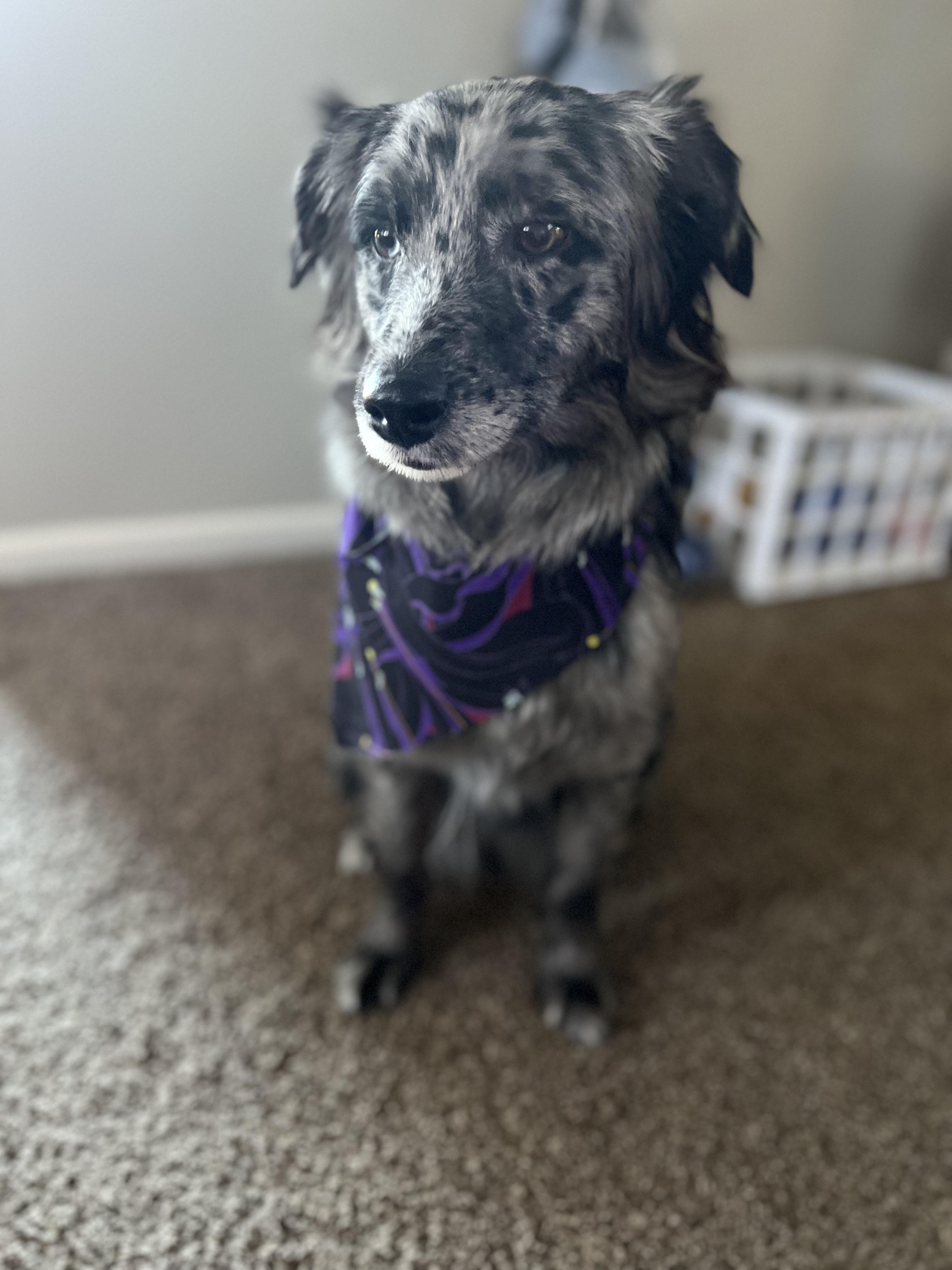 Aussie Angels in New York | Australian Shepherd puppies | Good Dog
