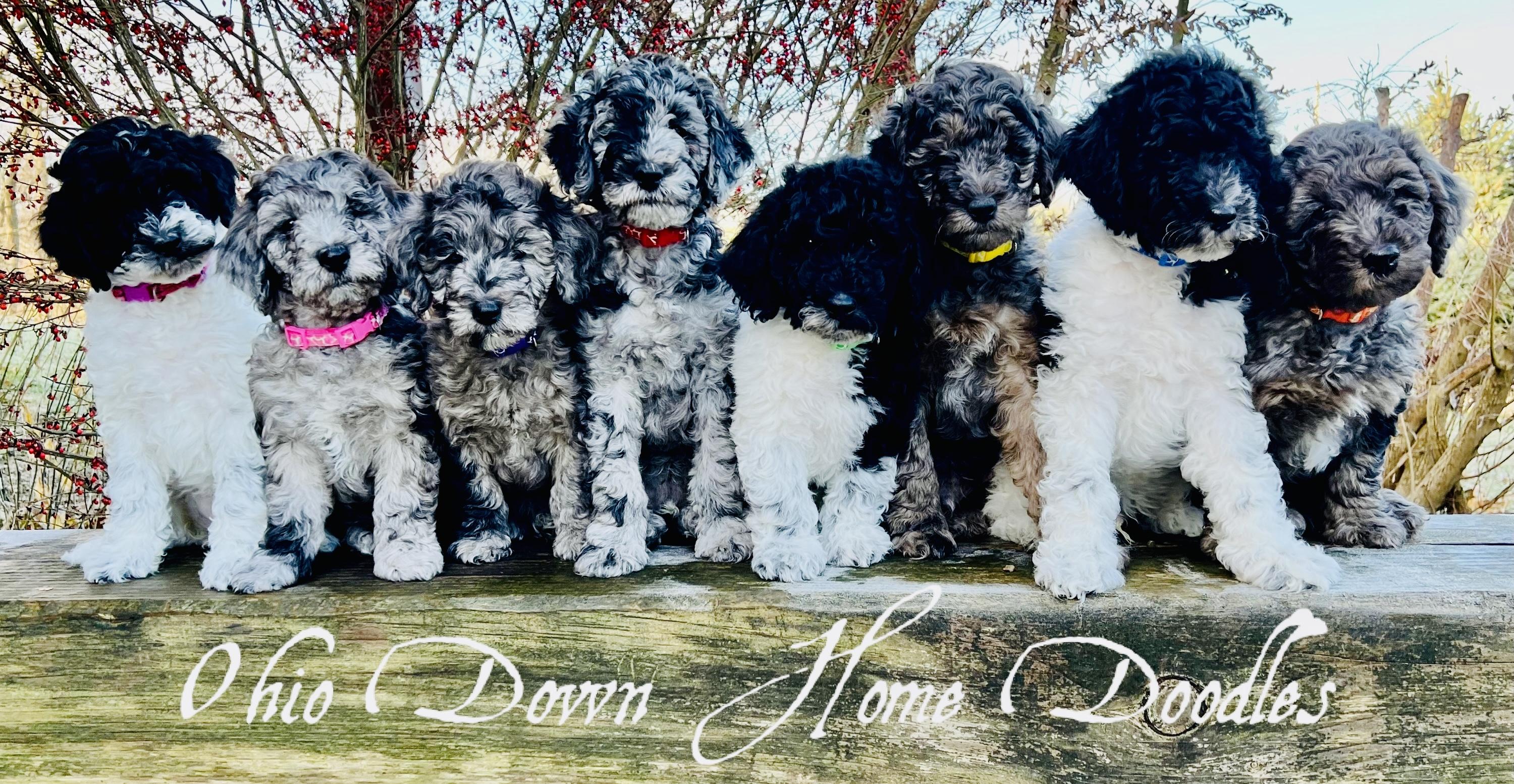 Ohio Down Home Doodles in Ohio | Goldendoodle puppies | Good Dog