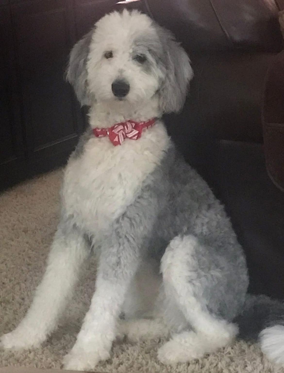 Sadies Sheepadoodles in Ohio | Sheepadoodle puppies | Good Dog