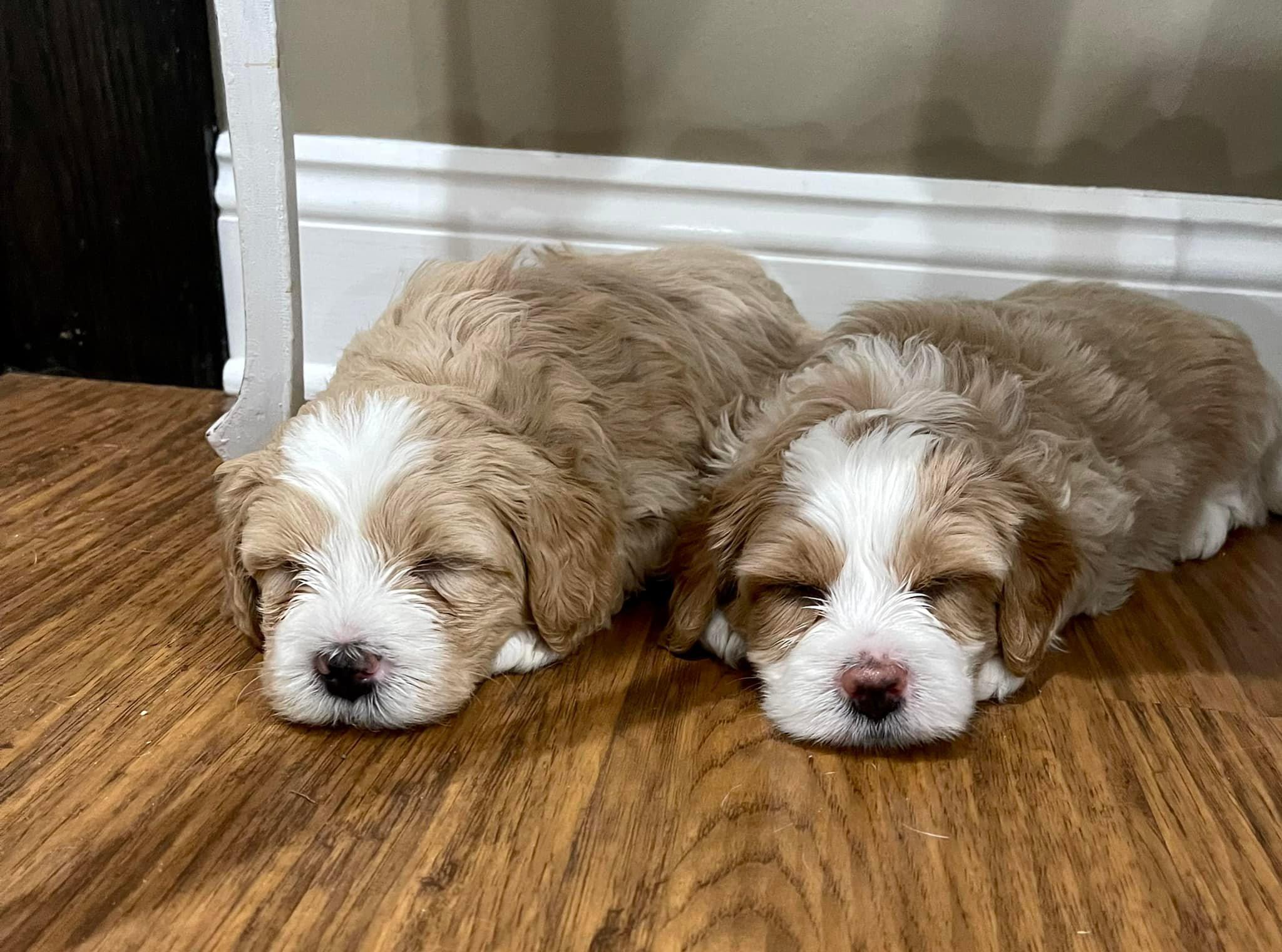 Brittany’s Mini Bernedoodles in Michigan | Bernedoodle puppies | Good Dog