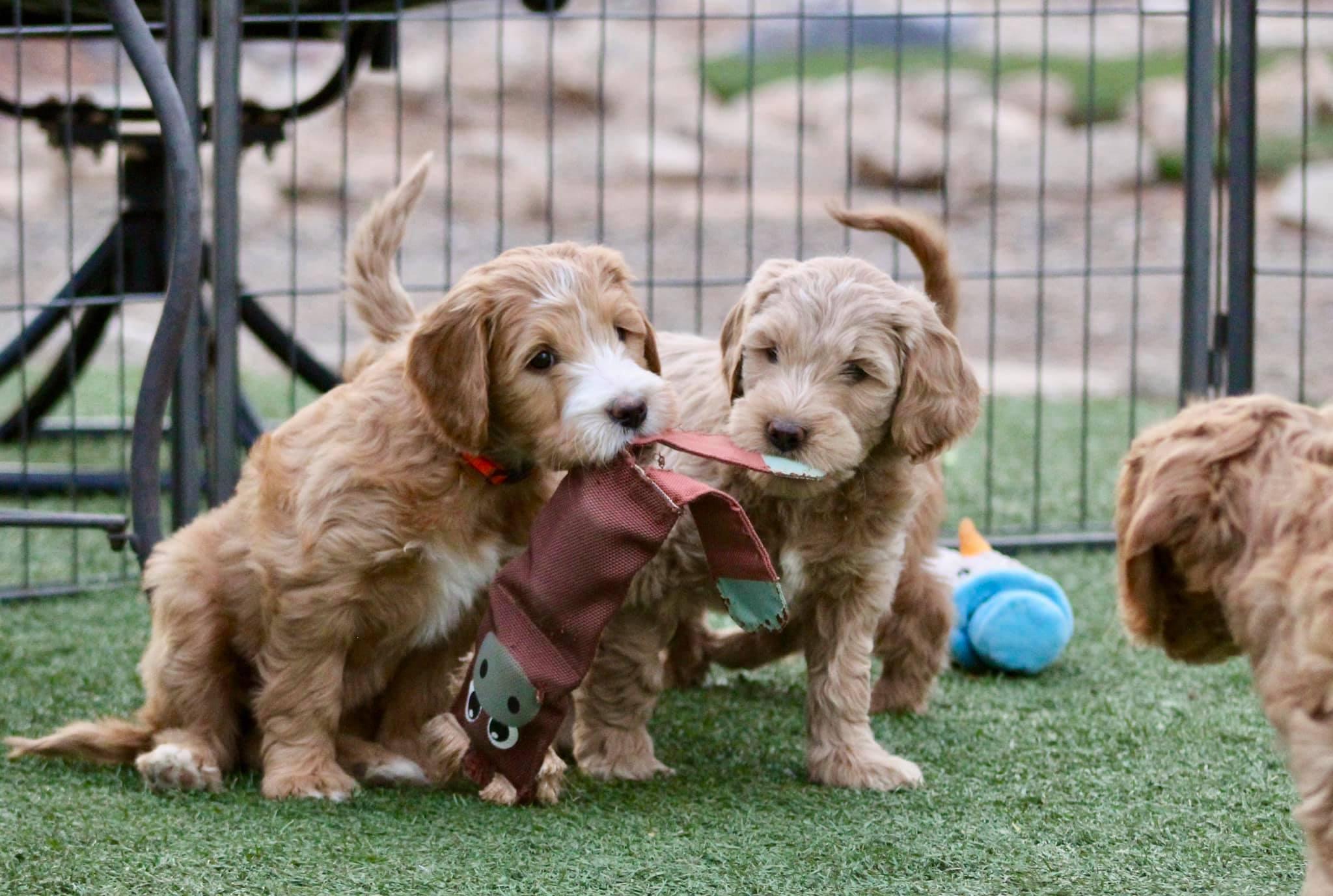 Deer Valley Doodles in Arizona | Goldendoodle puppies | Good Dog