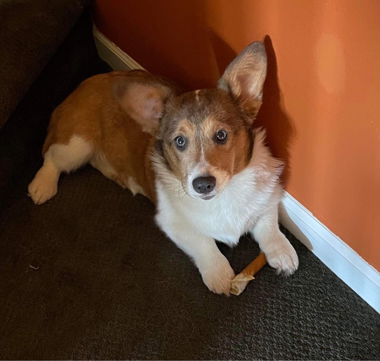 Corgiland Ranch in Michigan | Pembroke Welsh Corgi puppies | Good Dog