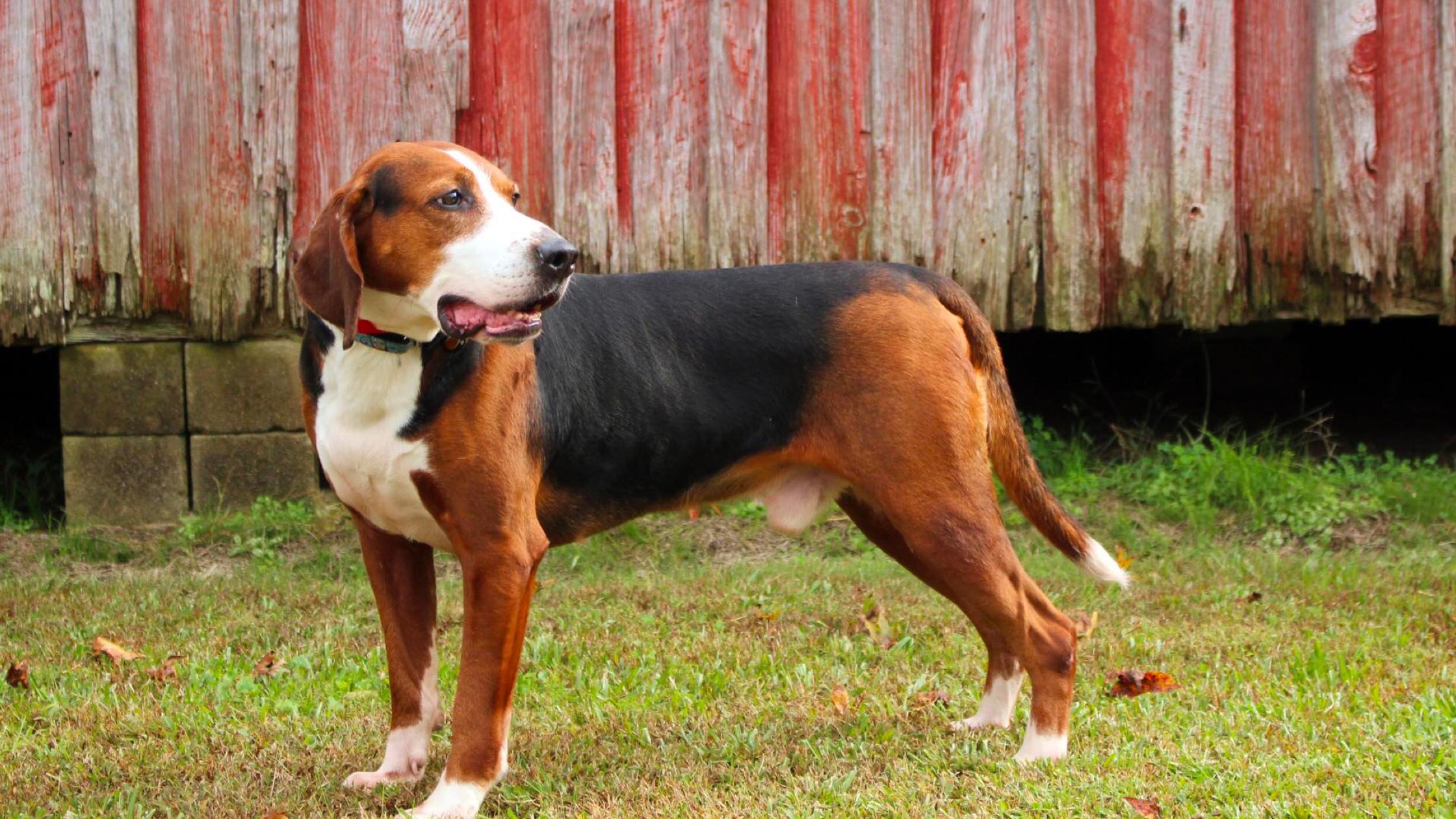 #1 Guide to Health Testing — Hamiltonstovare | Good Dog