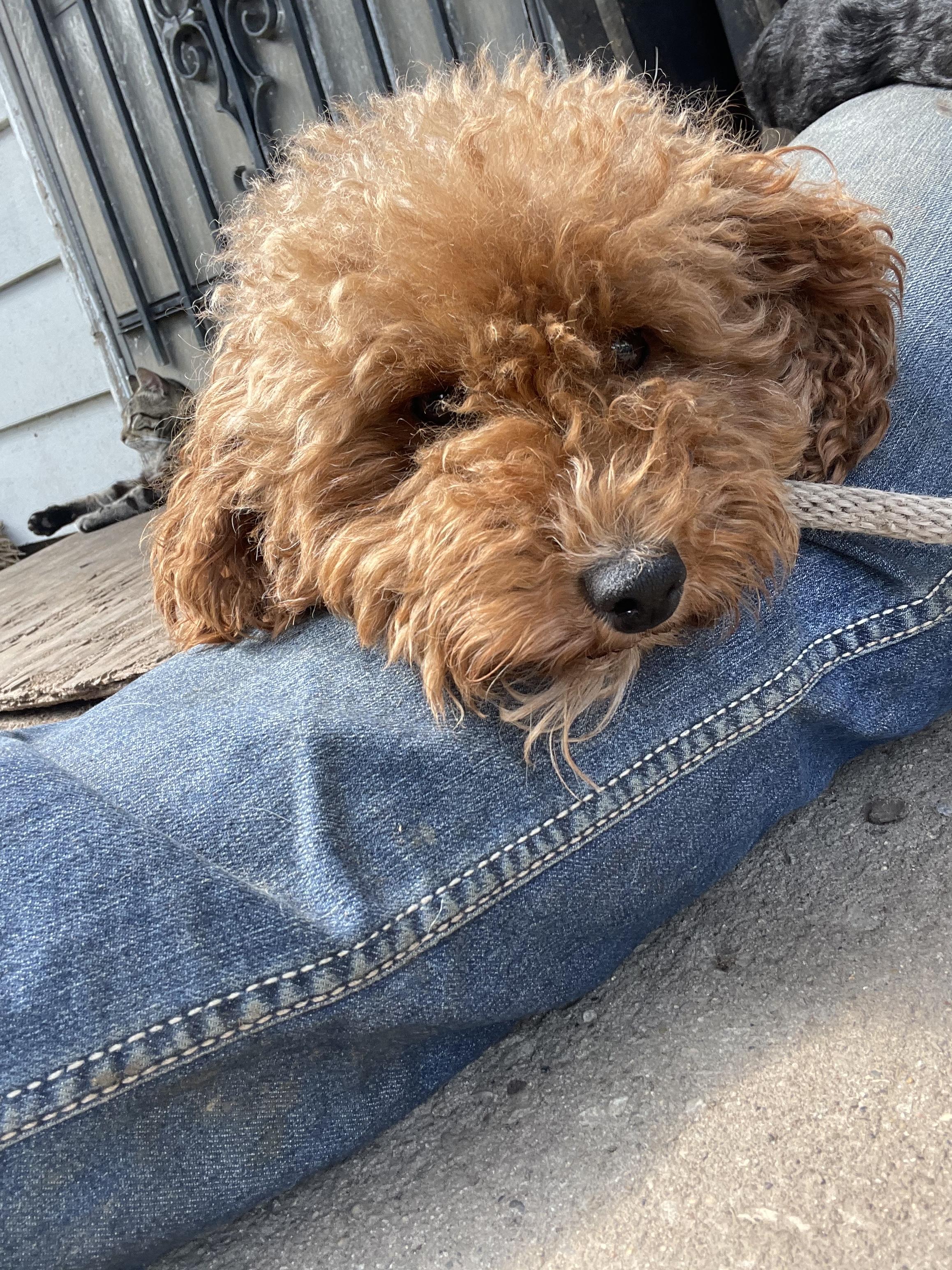 Mowry Creek Mini Aussiedoodles and More in Missouri | Poodle, Miniature ...
