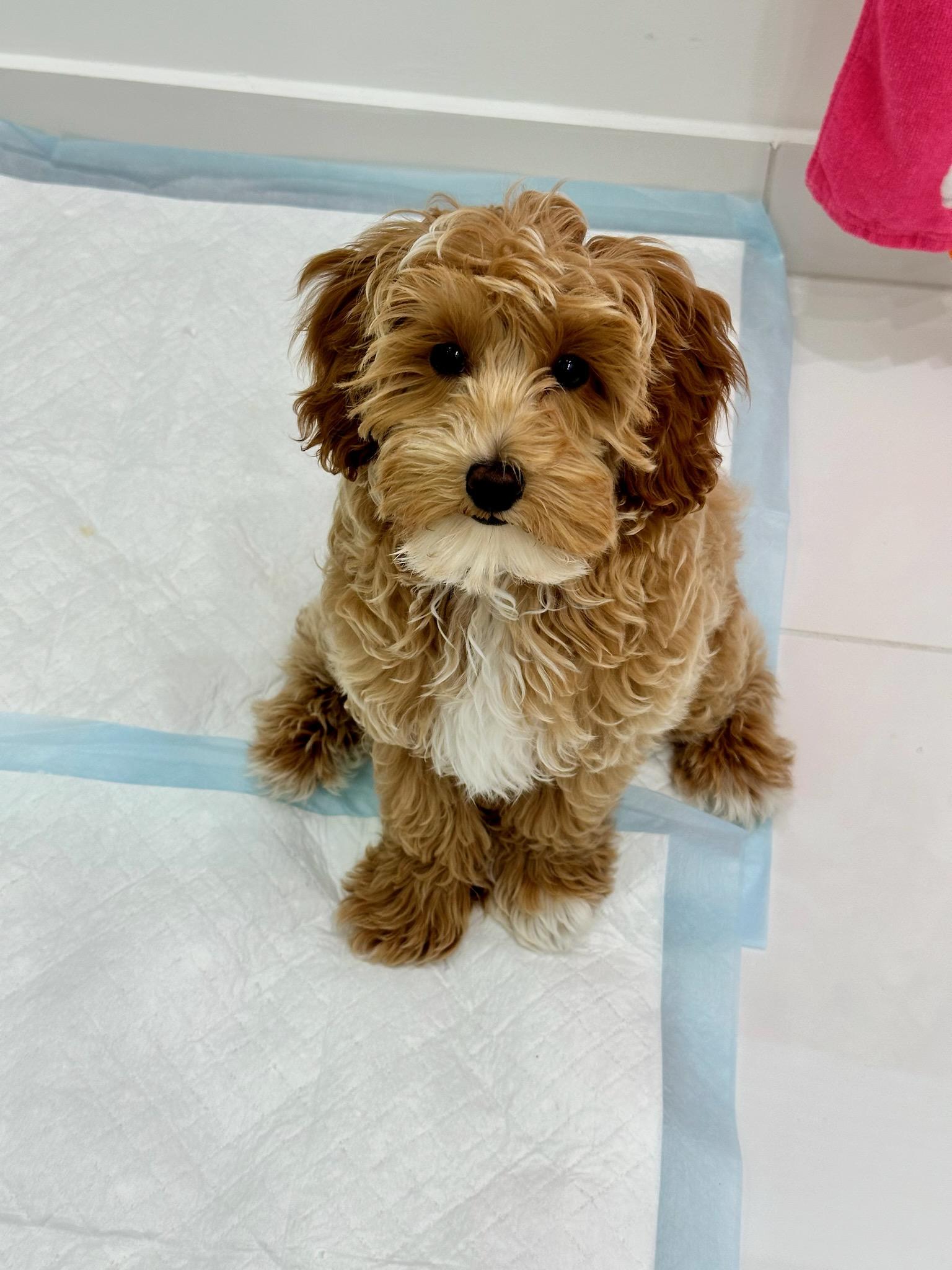 Home Raised Cockapoos in Indiana | Cockapoo puppies | Good Dog