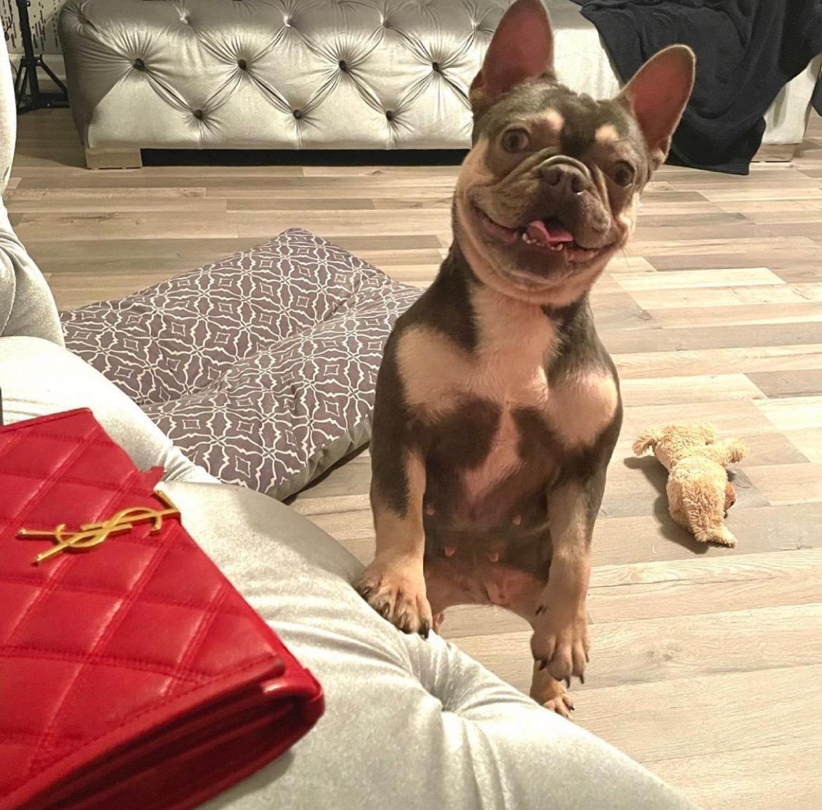 Atlanta Bulldogs in Georgia | Bulldog and French Bulldog puppies | Good Dog