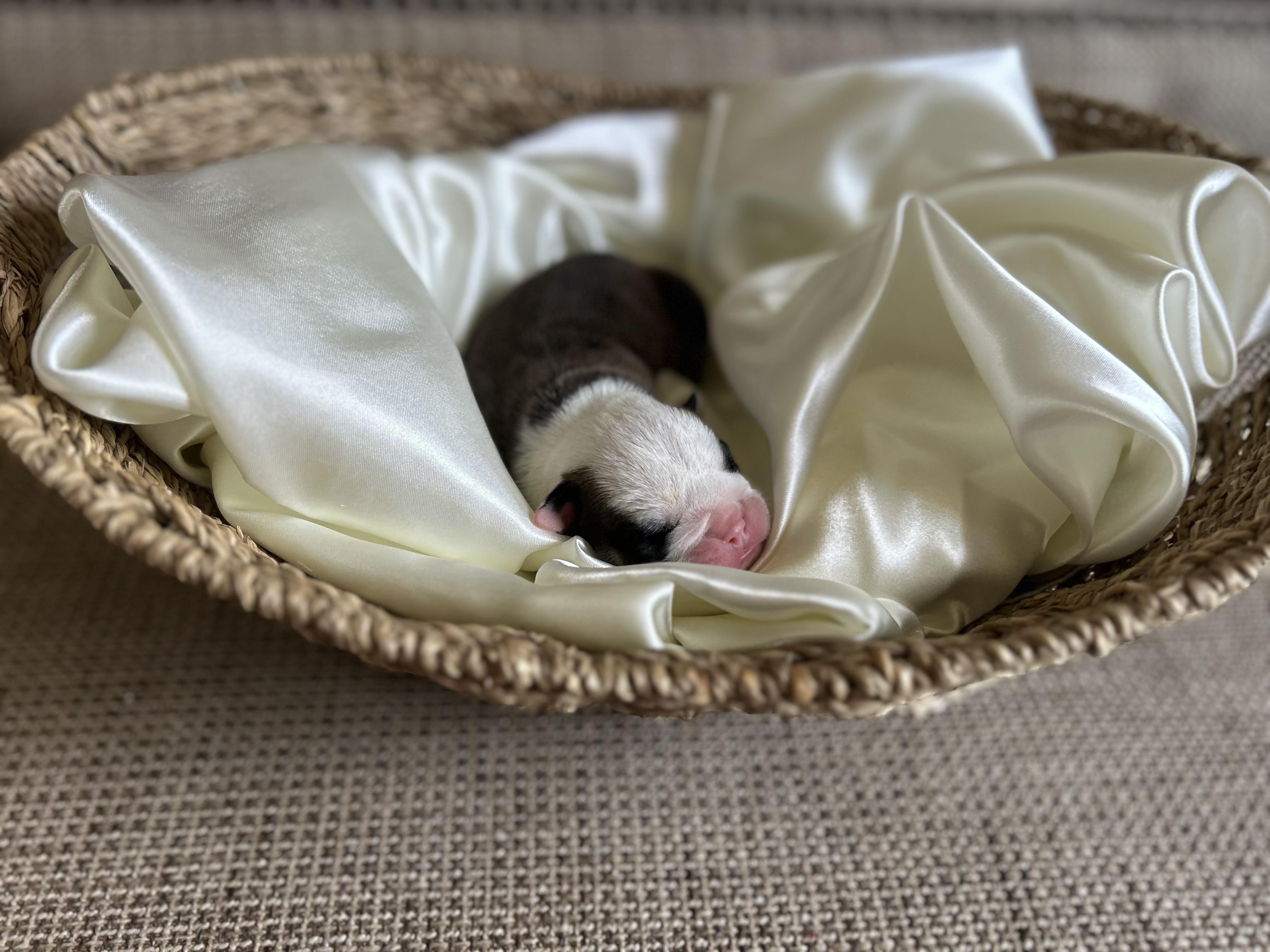 Bulldog Nation in Oklahoma | Bulldog puppies | Good Dog