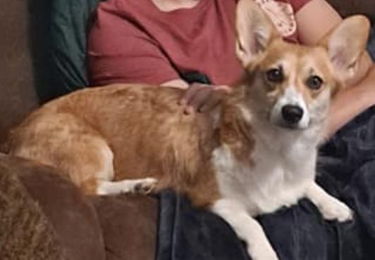The Corgi Club in California | Pembroke Welsh Corgi puppies | Good Dog