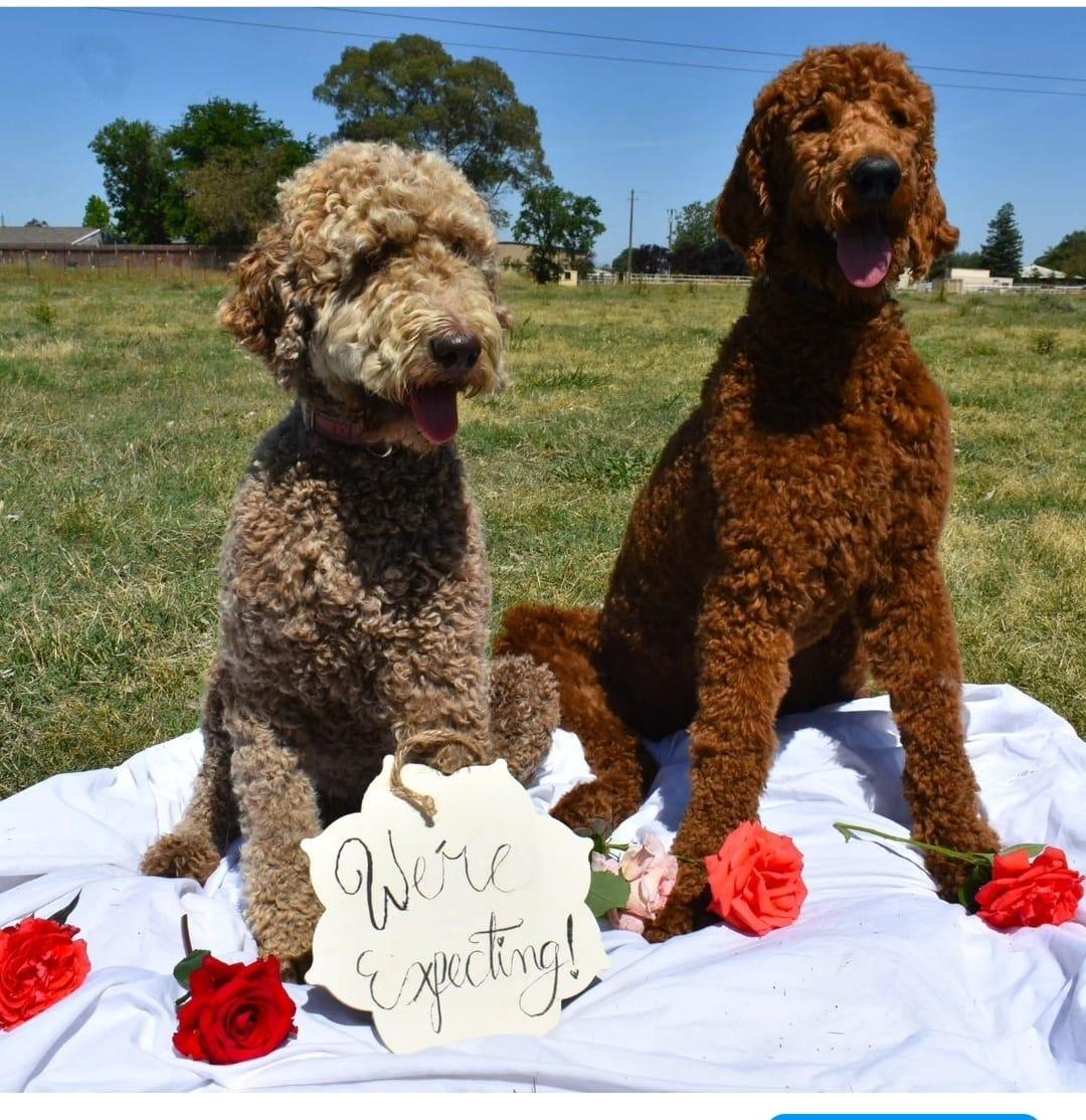 Future Pioneers Farming in California | Poodle puppies | Good Dog