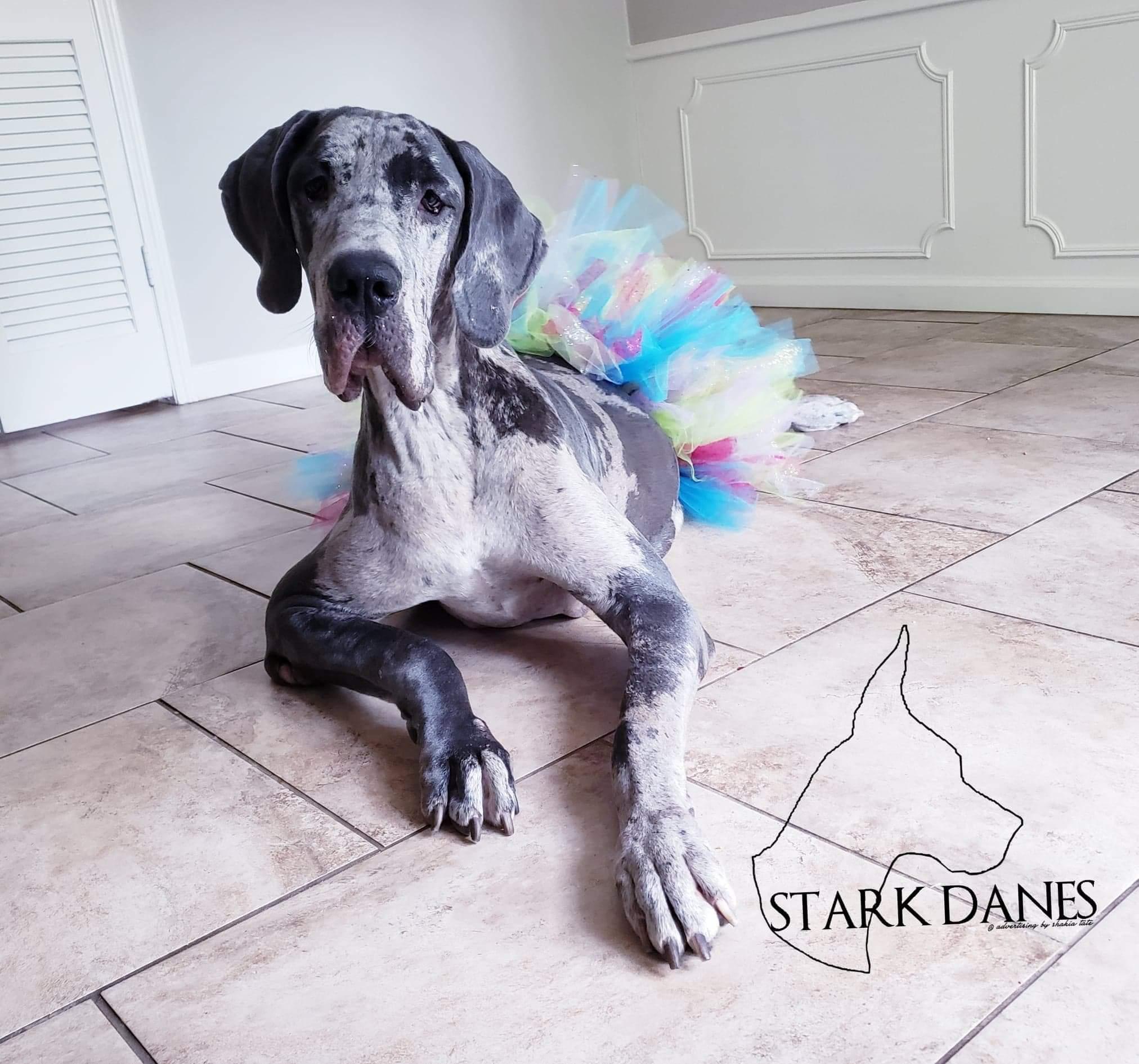 Stark Danes in Texas | Great Dane puppies | Good Dog
