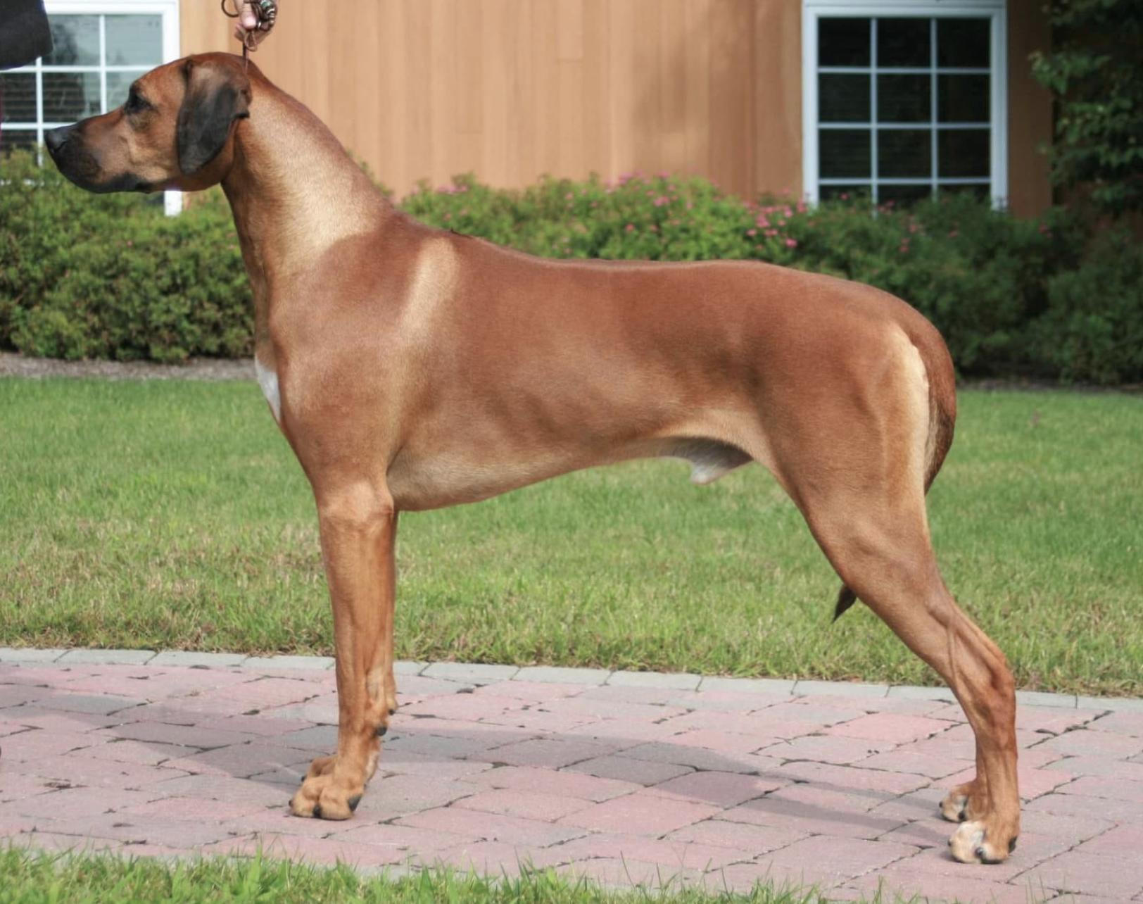 Celtic Lore Ridgebacks in Alabama | Rhodesian Ridgeback puppies | Good Dog
