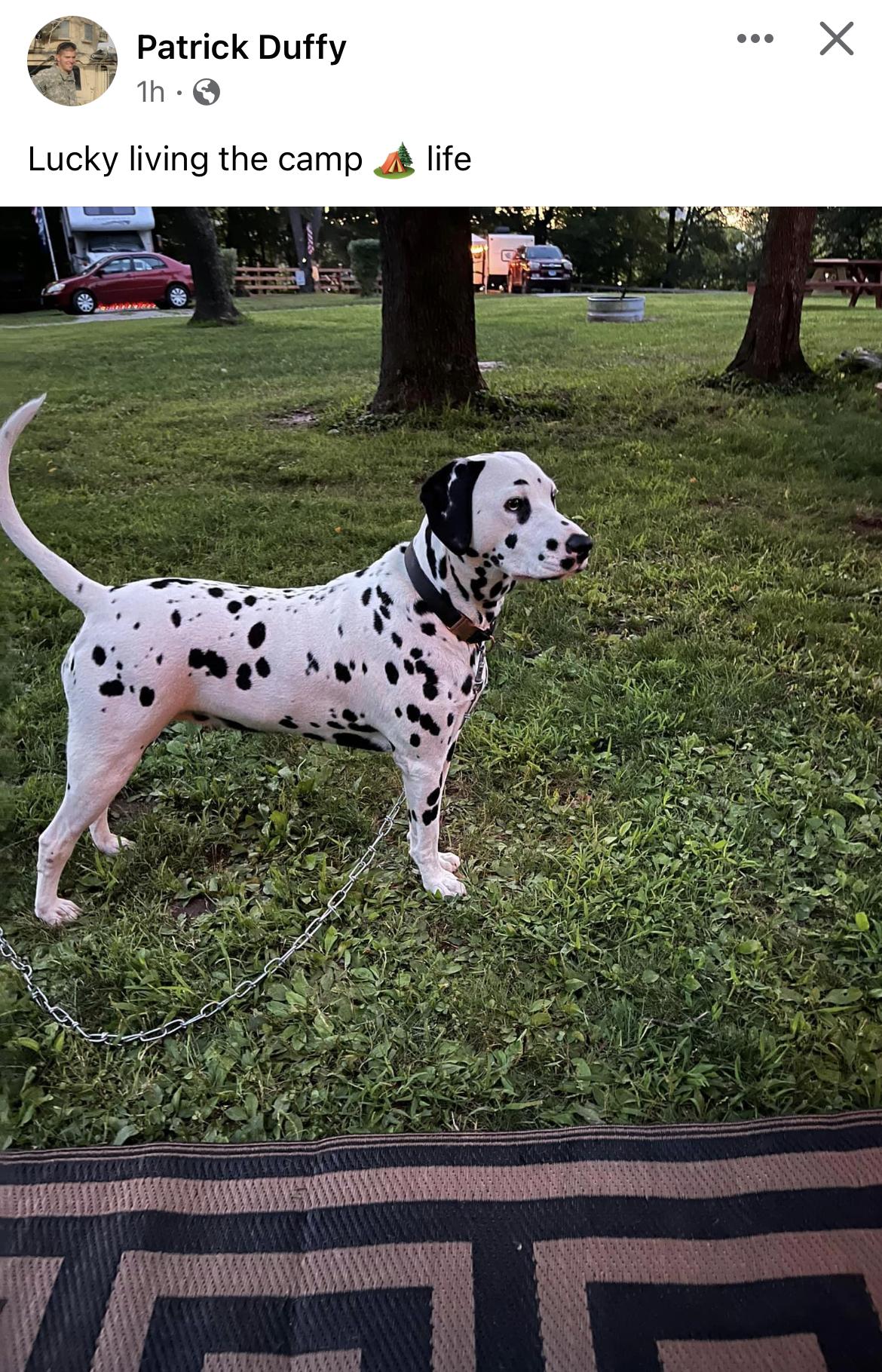 Domino’s Dalmatians in Iowa | Dalmatian puppies | Good Dog