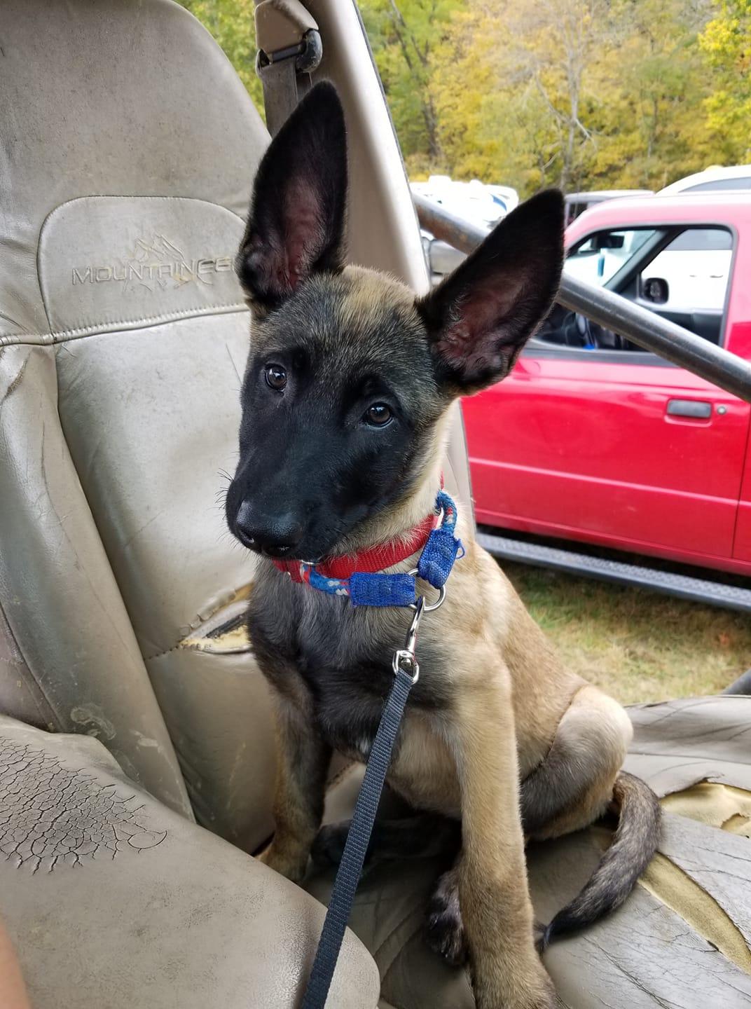 S & S Kennel in Indiana | Belgian Malinois puppies | Good Dog