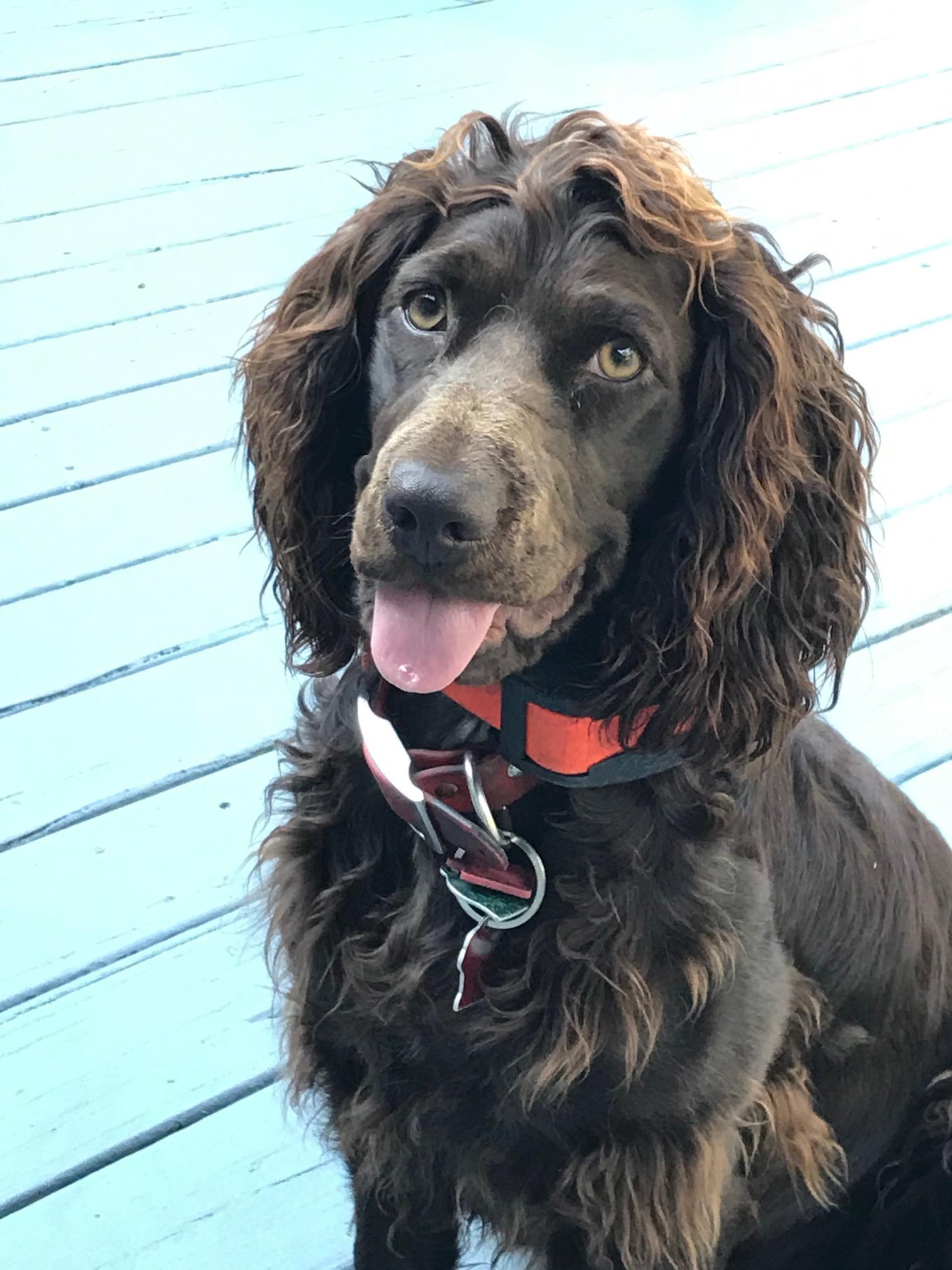Taensas Boykins in Alabama | Boykin Spaniel puppies | Good Dog