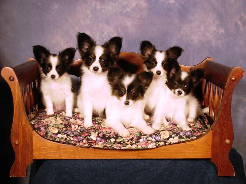 Denzel Papillons in Georgia | Papillon puppies | Good Dog