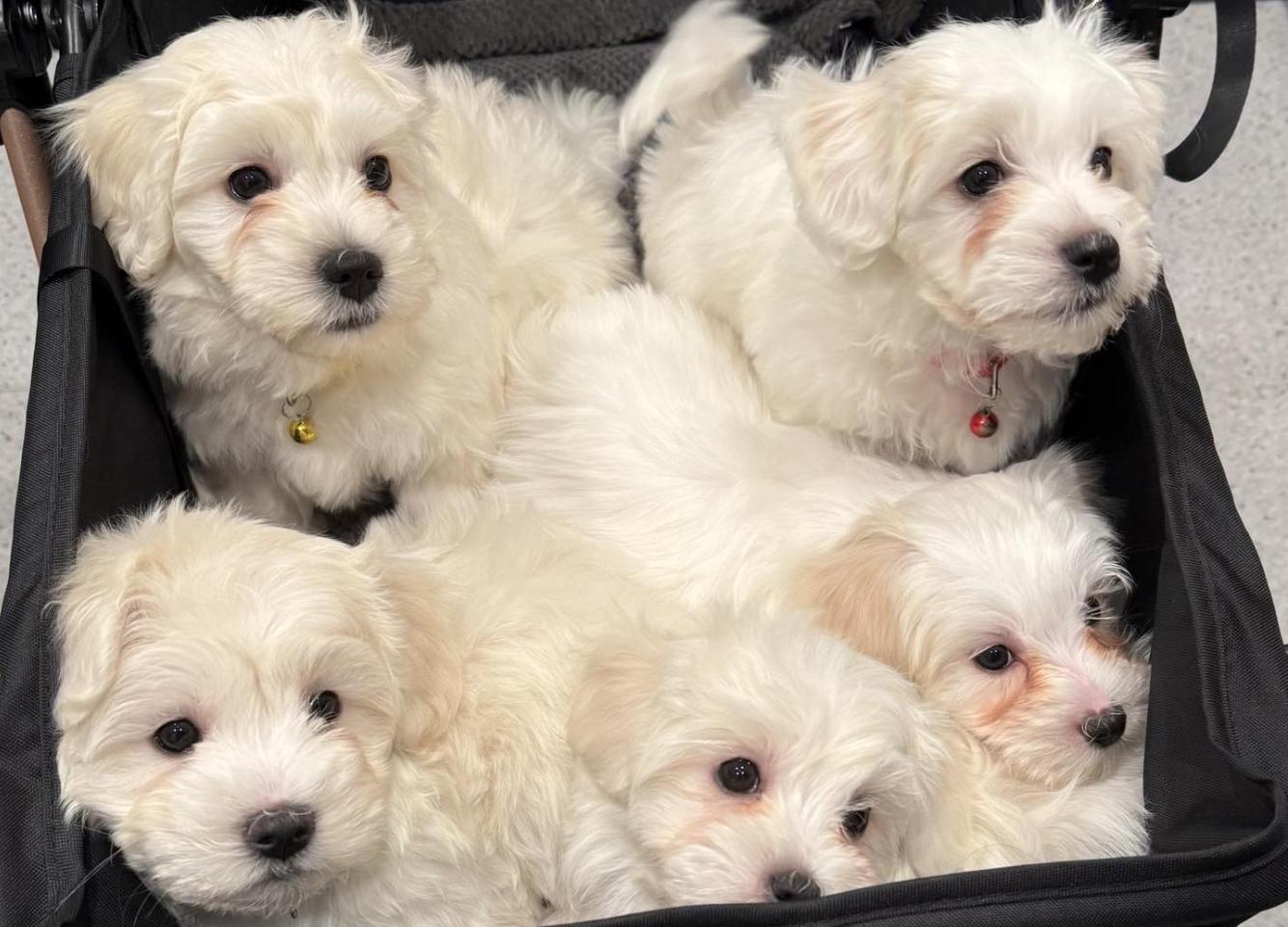 Welbright the Coton in Illinois | Coton de Tulear puppies | Good Dog