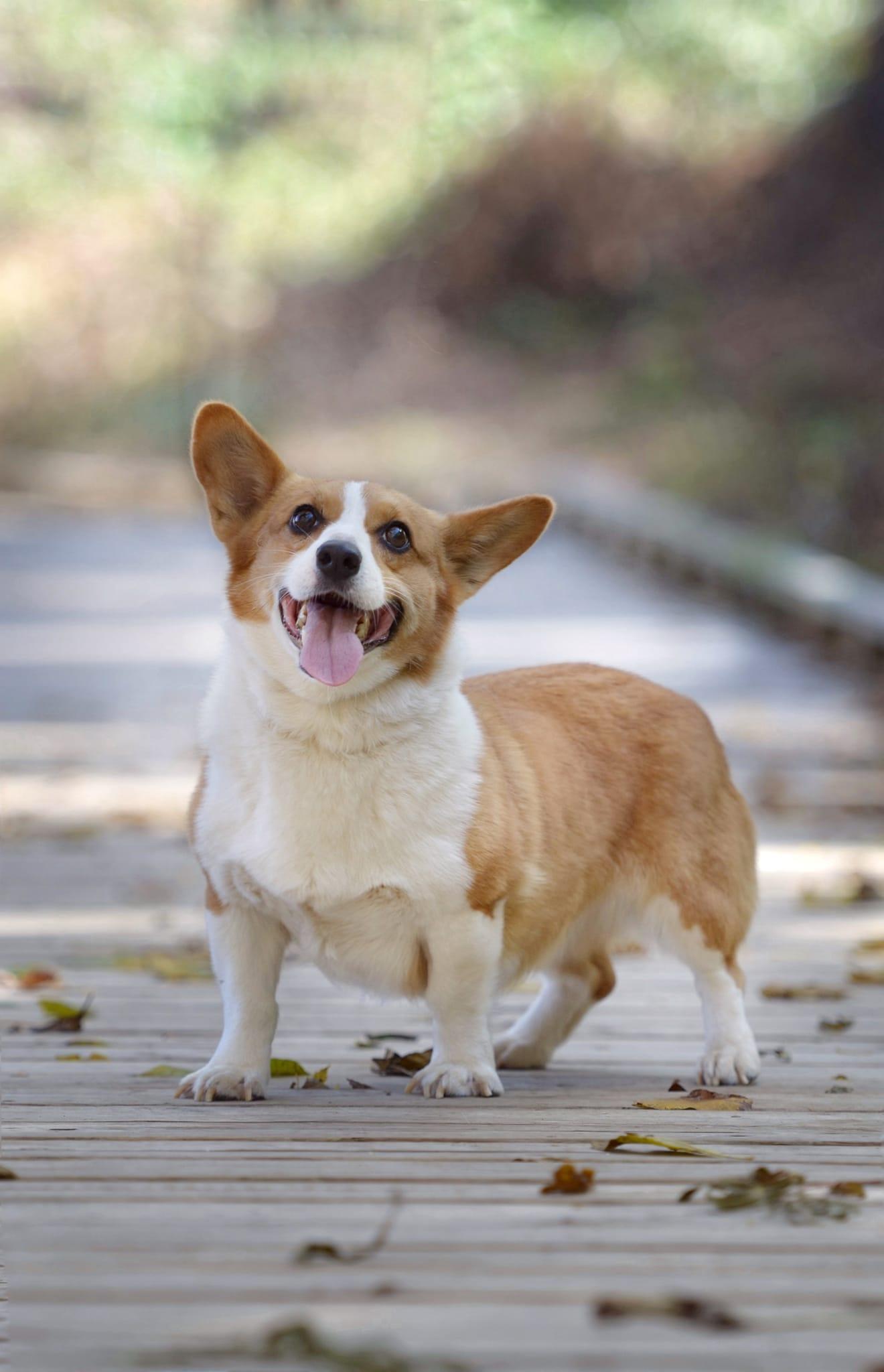 K&S Corgis in South Carolina | Pembroke Welsh Corgi and American Corgi ...