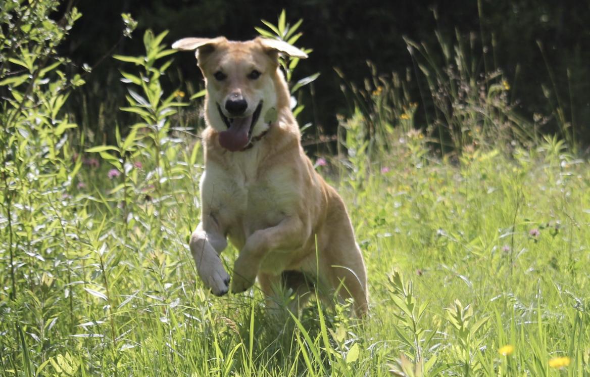 Barkerville Chinooks in Maine | Chinook puppies | Good Dog
