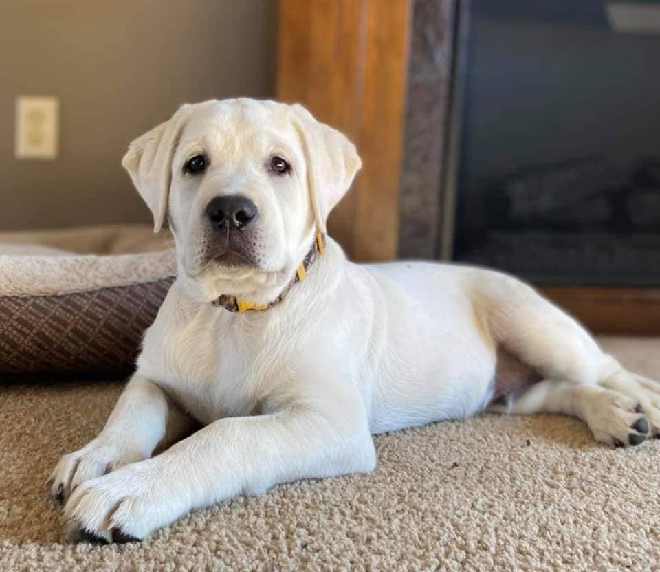 Skye K.R.J English Labradors in Minnesota | Labrador Retriever puppies ...