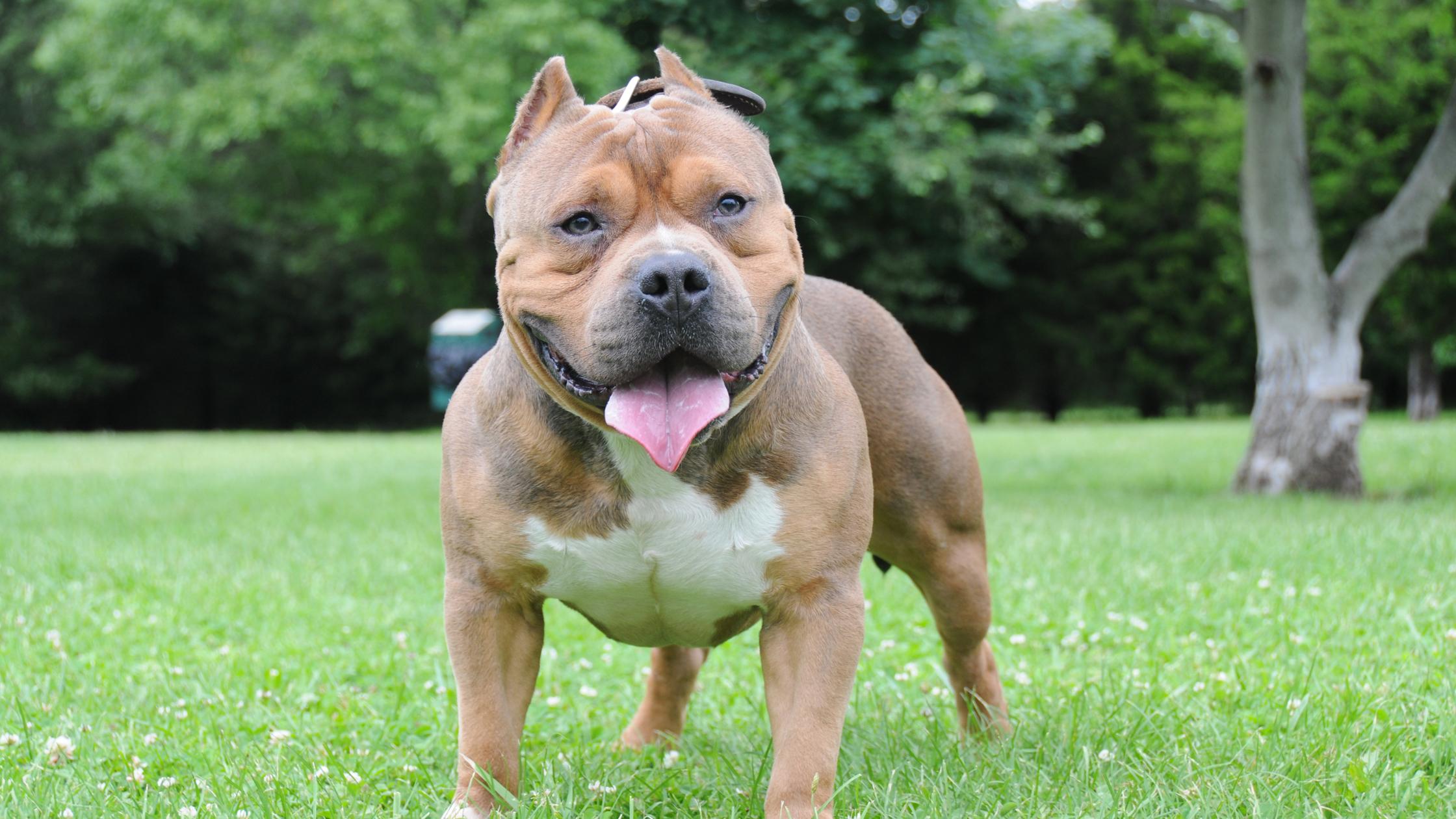 #1 Guide to Health Testing — American Bully | Good Dog