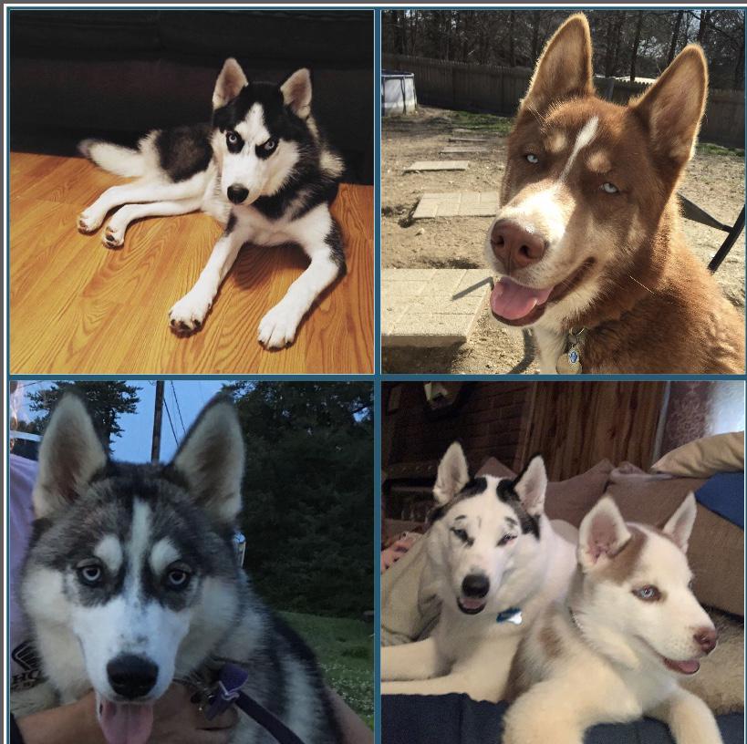 Albrecht’s Husky Ranch in North Carolina | Siberian Husky puppies ...