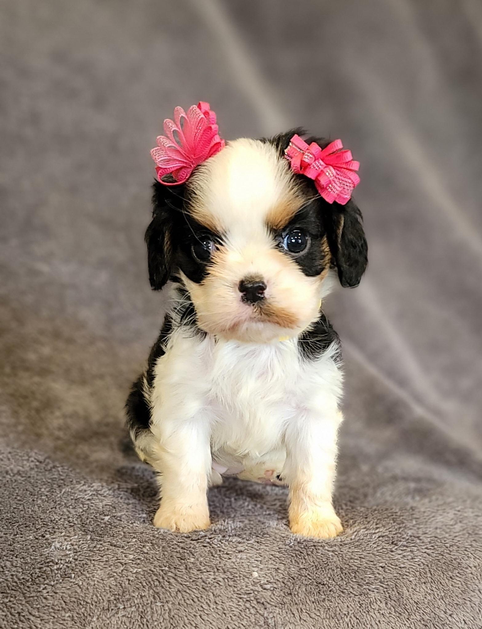KonopkaKennelsLLC in Illinois | Cavalier King Charles Spaniel and ...