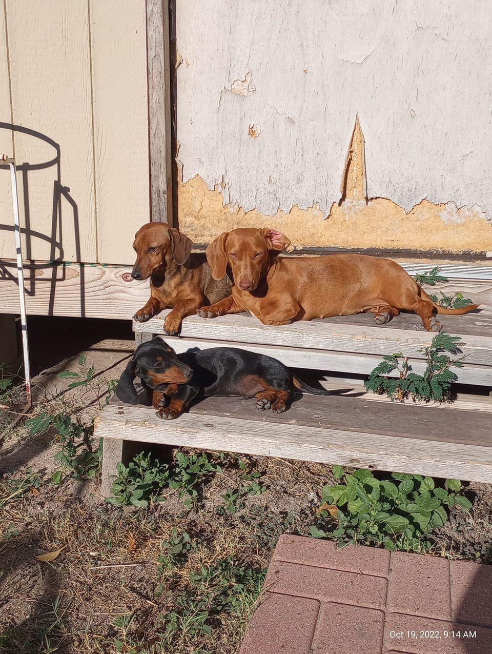 Pharr's Finest Tha Realest Dachshunds in Texas | Dachshund puppies ...