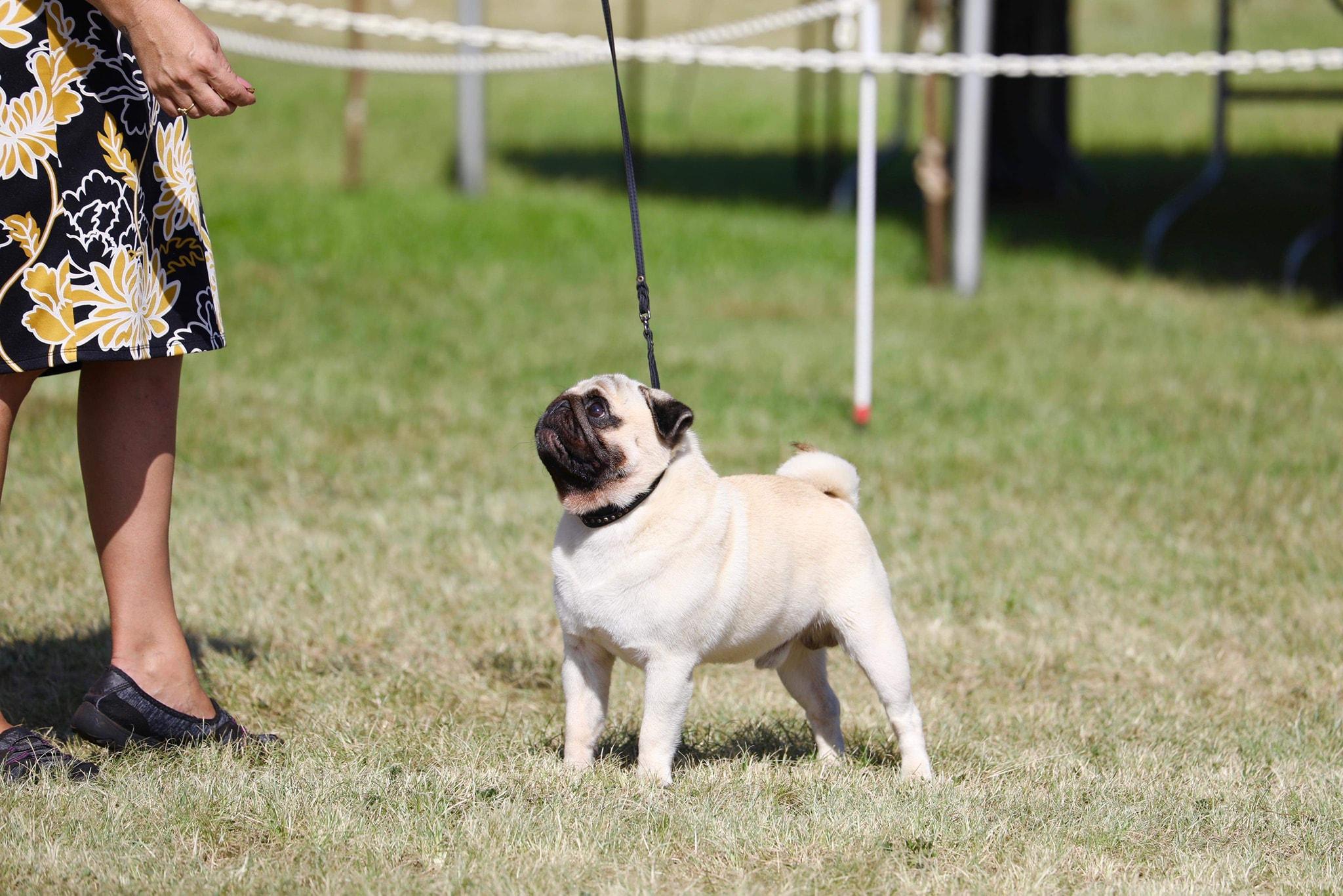 Temple Gates Pugs in Hawaii | Pug puppies | Good Dog