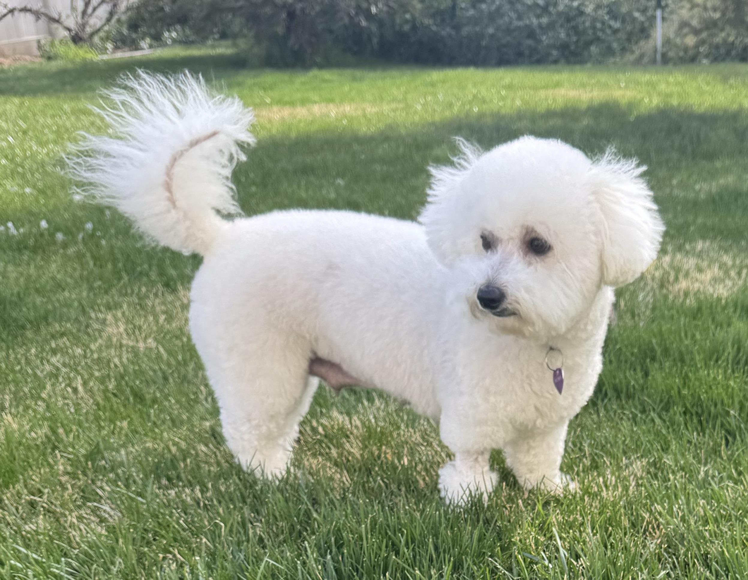 Peg's Bichons in California | Bichon Frise puppies | Good Dog