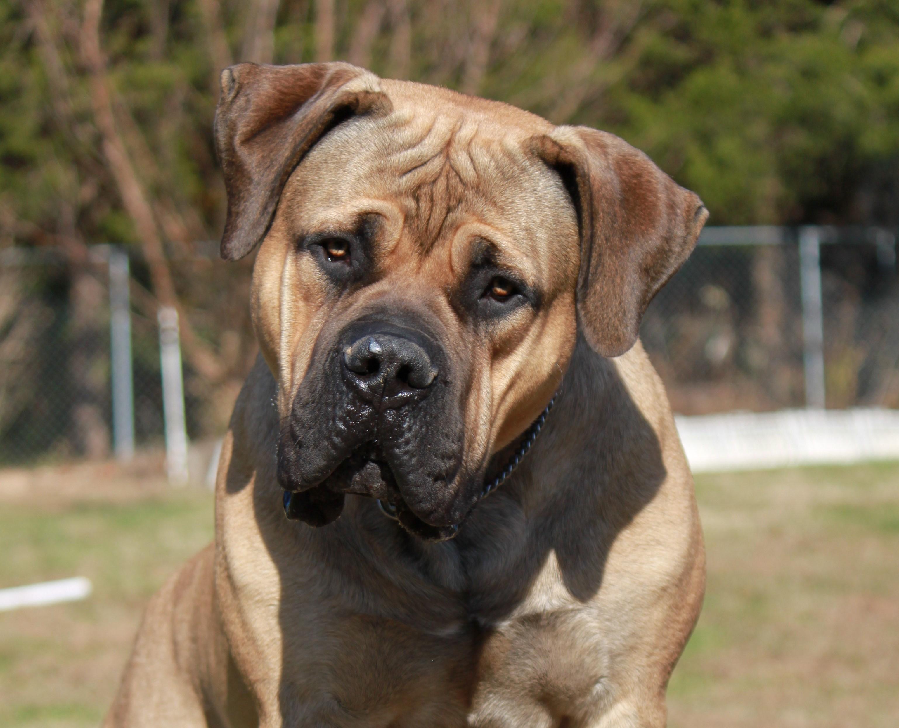 Brazen Boerboels in Missouri | Boerboel puppies | Good Dog
