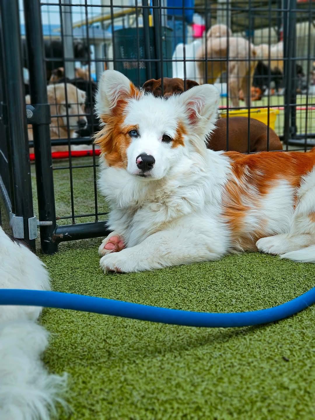 Whitecreek Corgis of Columbus, IN in Indiana | American Corgi puppies ...