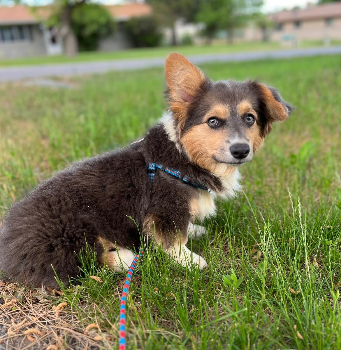 Grand Mesa Corgis in Colorado | Pembroke Welsh Corgi and American Corgi ...