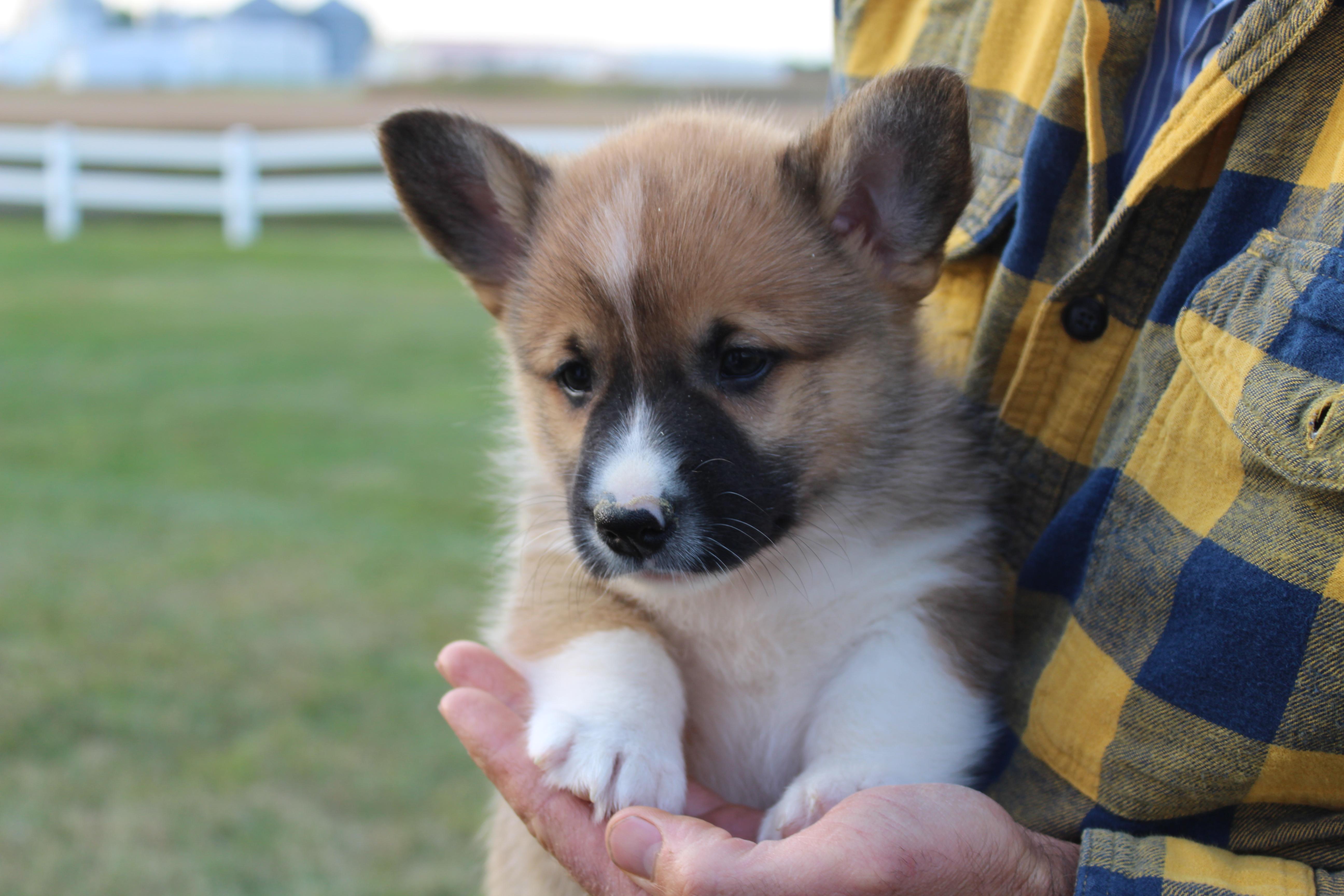 Covered Bridge Corgis in Indiana | Pembroke Welsh Corgi puppies | Good Dog