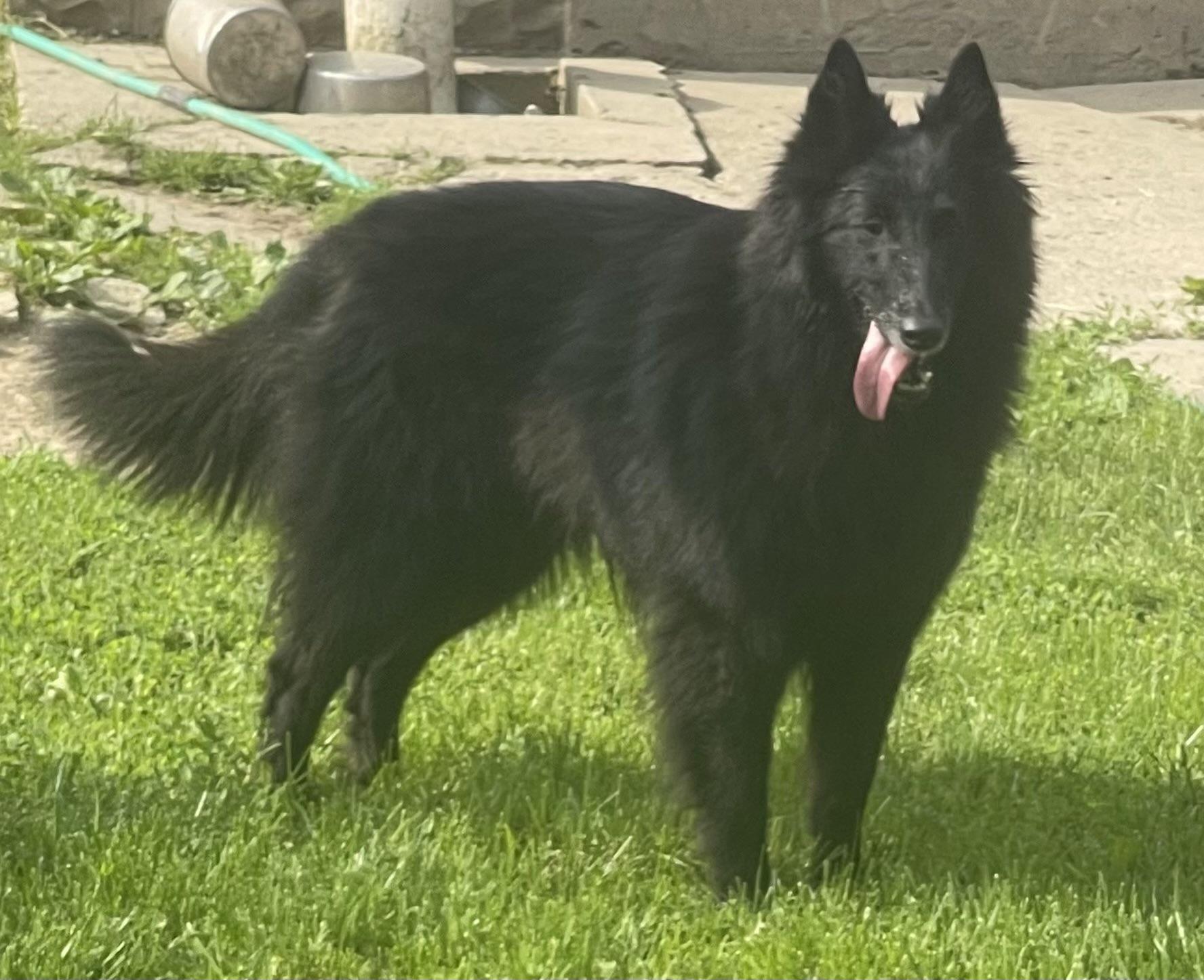 Mi-Kels Belgians and Goldens in Ohio | Belgian Sheepdog and Golden Retriever puppies | Good Dog