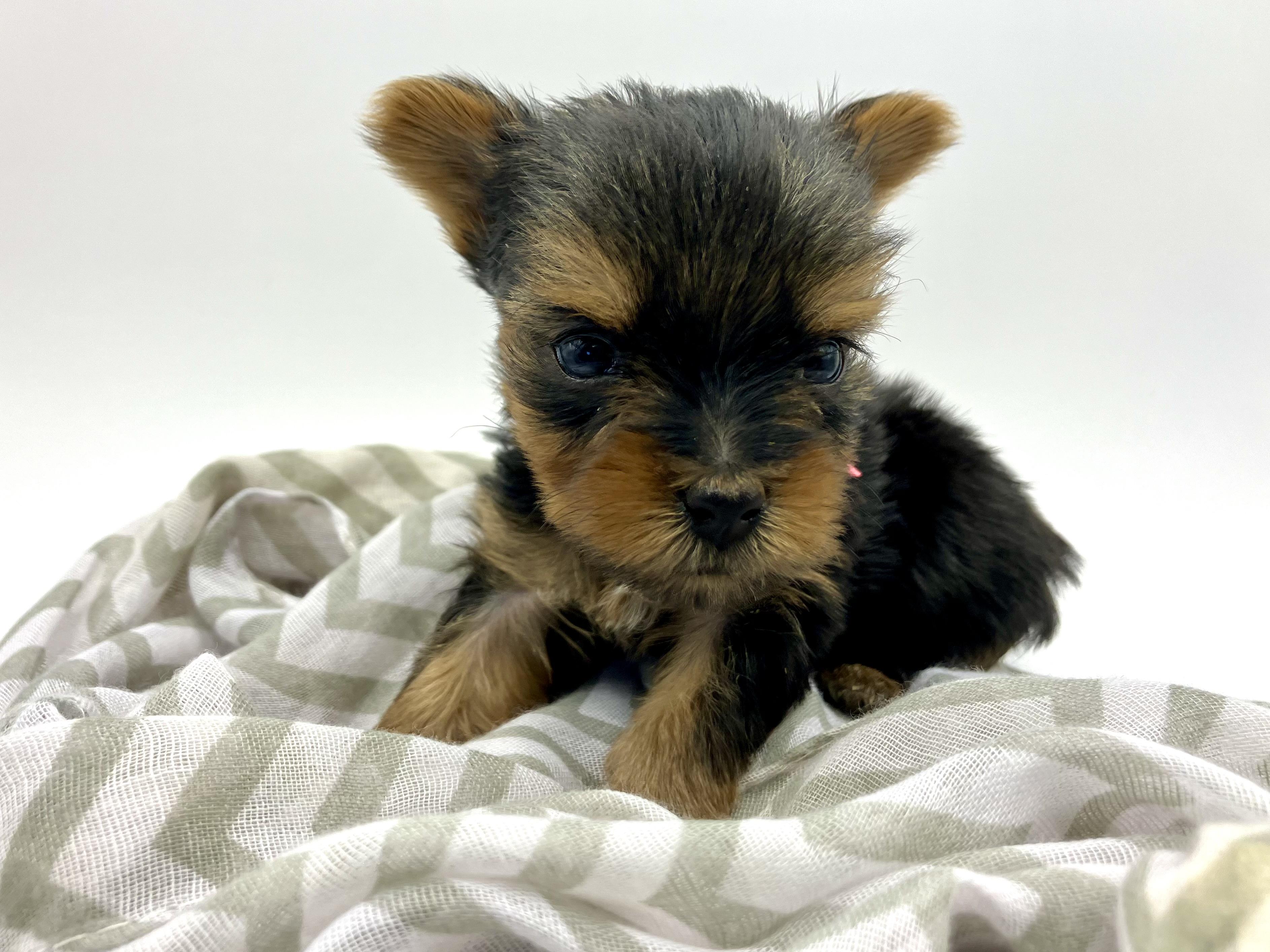 Sunny Sky Yorkies in Illinois | Yorkshire Terrier puppies | Good Dog