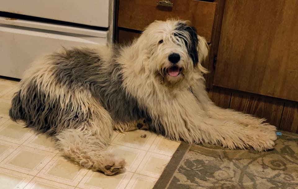 Faith S Clement's Old English Sheepdogs and Sheepadoodles in Arizona ...