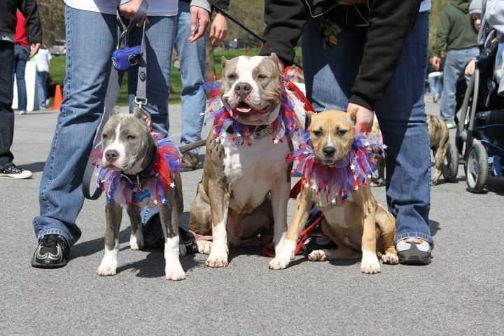 Kaotic APBTs in Maryland | American Pit Bull Terrier puppies | Good Dog