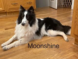 Ashton shelties in Georgia | Shetland Sheepdog puppies | Good Dog