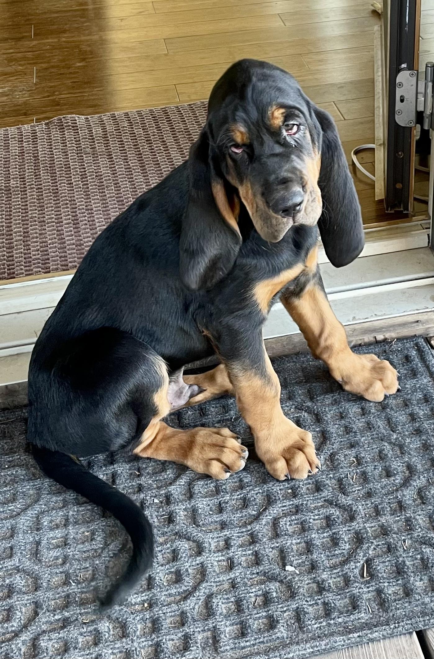 Kiwi Hunting Services in Texas | Bloodhound puppies | Good Dog