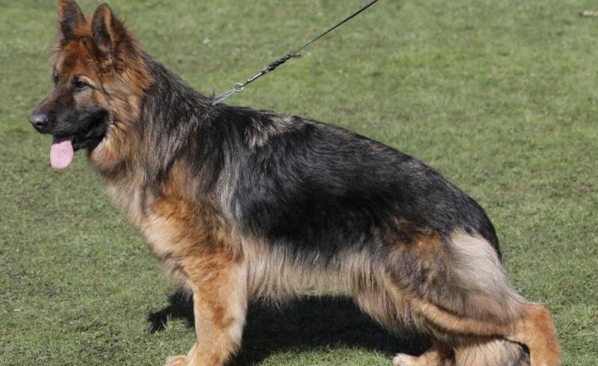 Twin Oaks German Shepherds in Tennessee | German Shepherd puppies ...