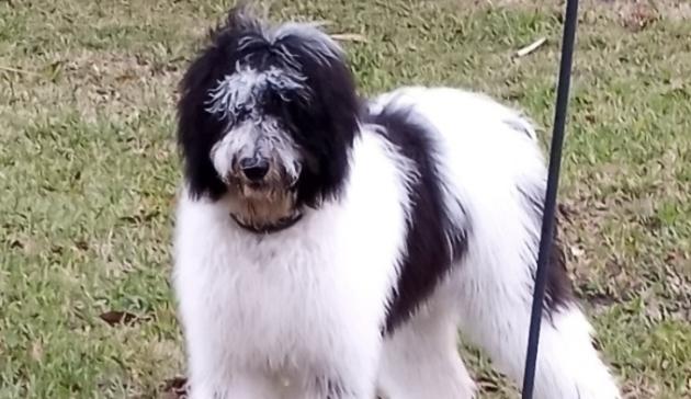 Doodles of SW Florida in Florida | Goldendoodle and Sheepadoodle ...